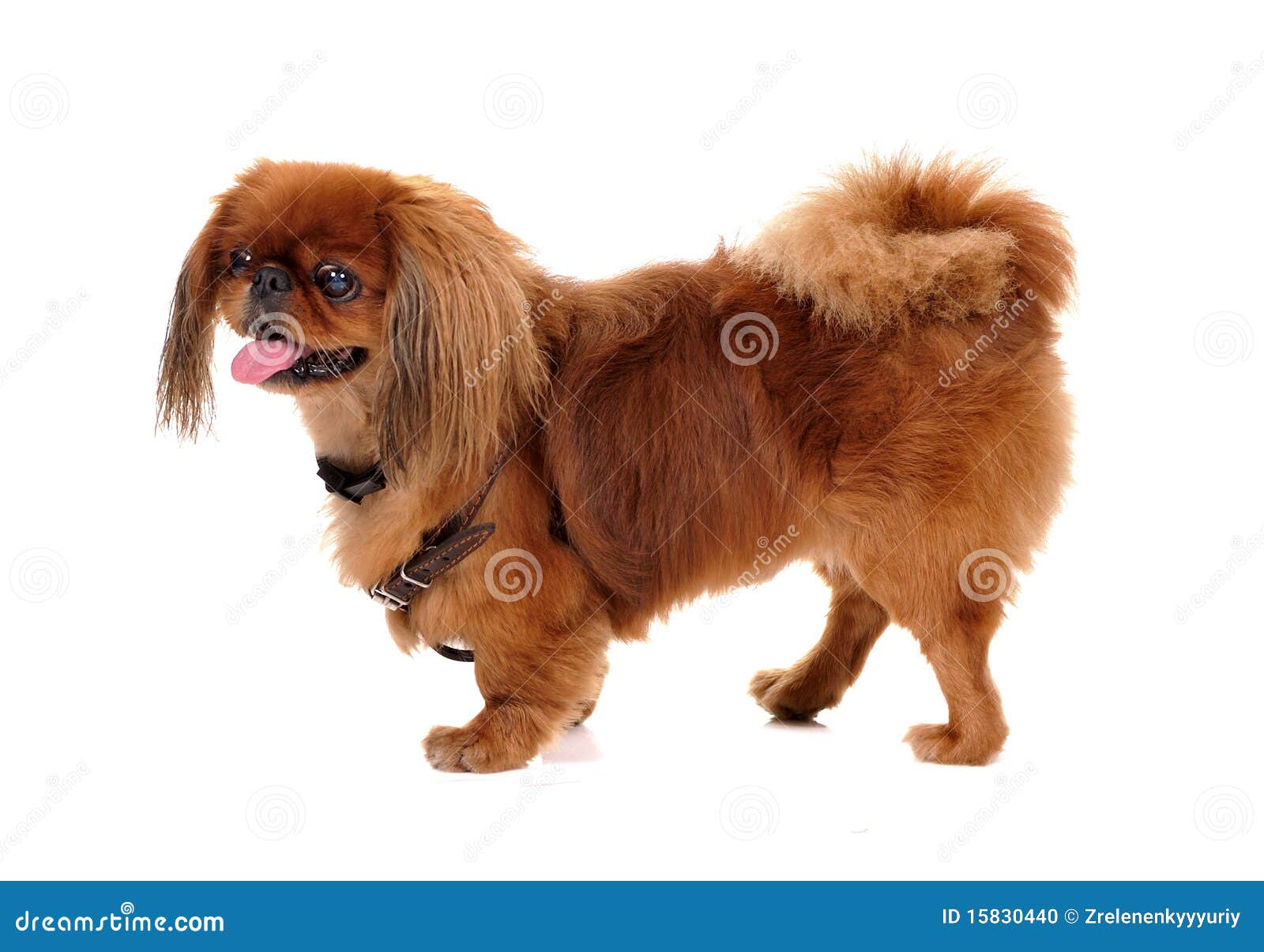 Pekinese dog stock photo. Image of peking, posing, white - 15830440