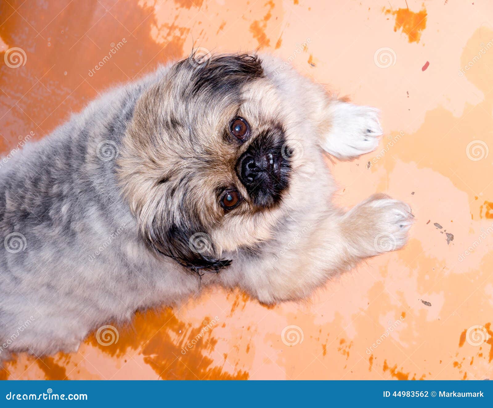 Pekinese dog. stock photo. Image of portrait, orange - 44983562