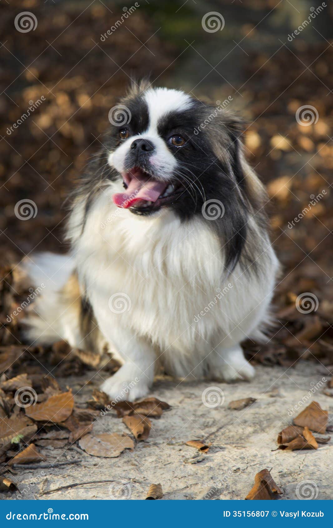 Pekinesehund stockbild. Bild von haustier, inländisch - 35156807