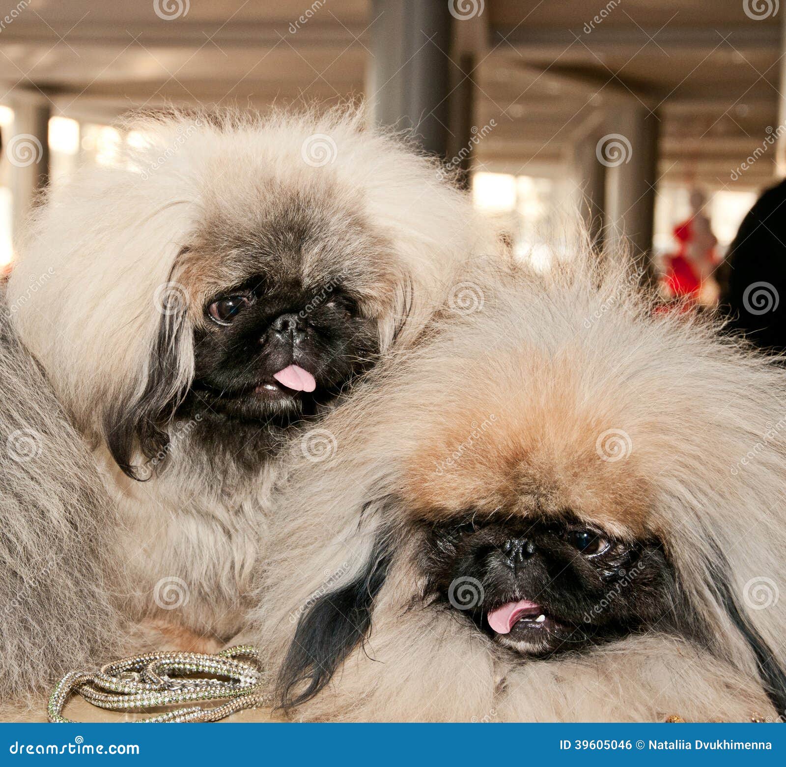 Pekinesehund stockfoto. Bild von pekinesehund - 39605046