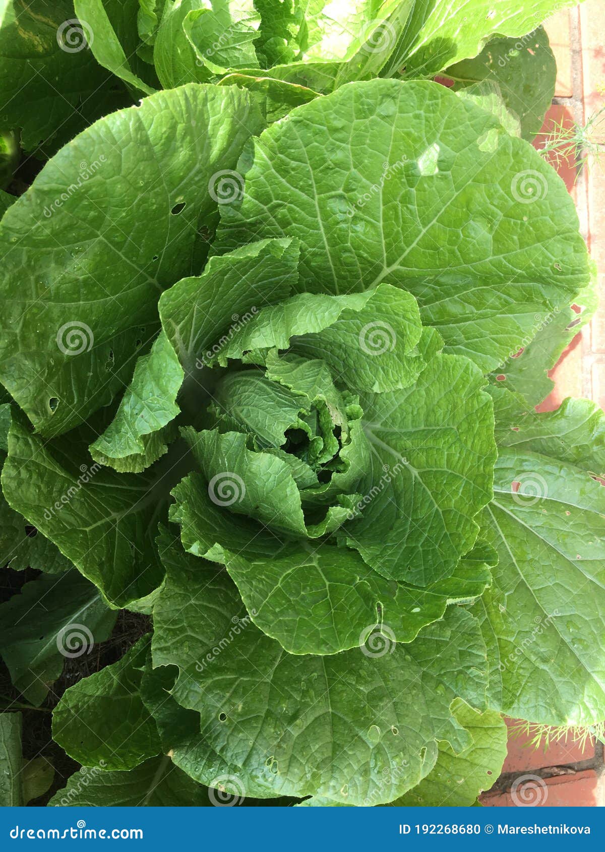 Peking Cabbage Grows in the Garden Stock Photo - Image of leaves ...