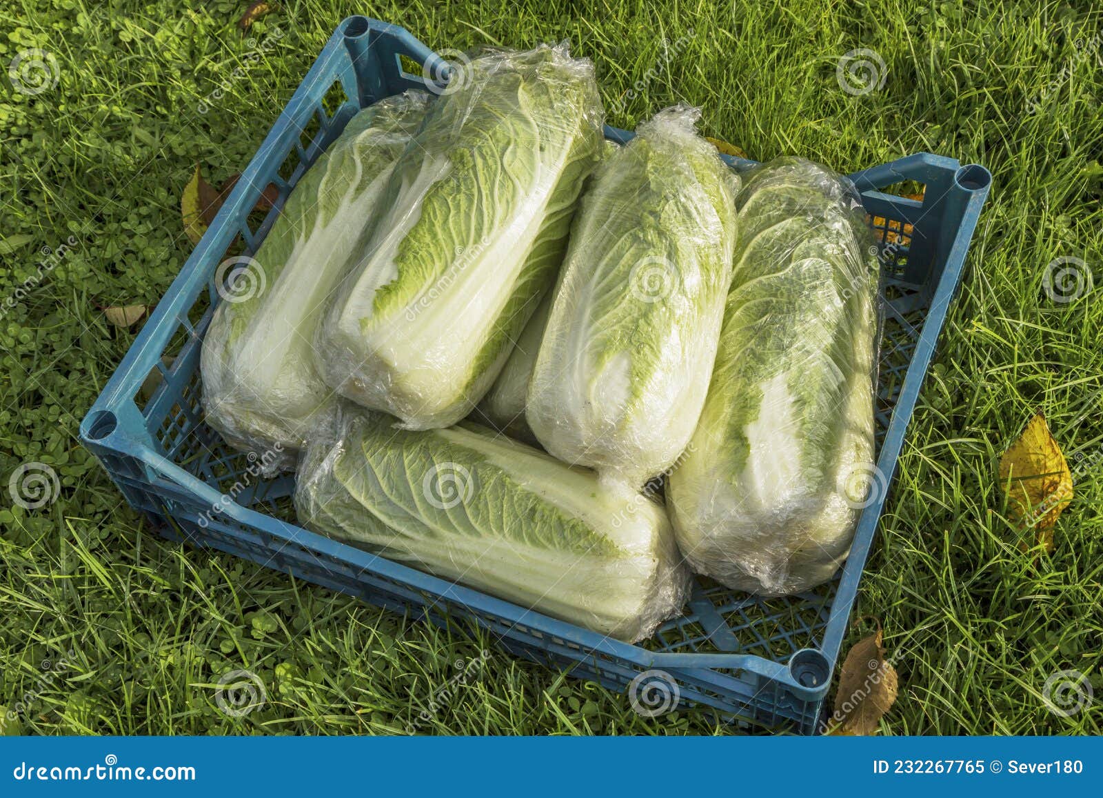 Peking Cabbage, it is Also Chinese Cabbage, or Petsai, or Salad ...