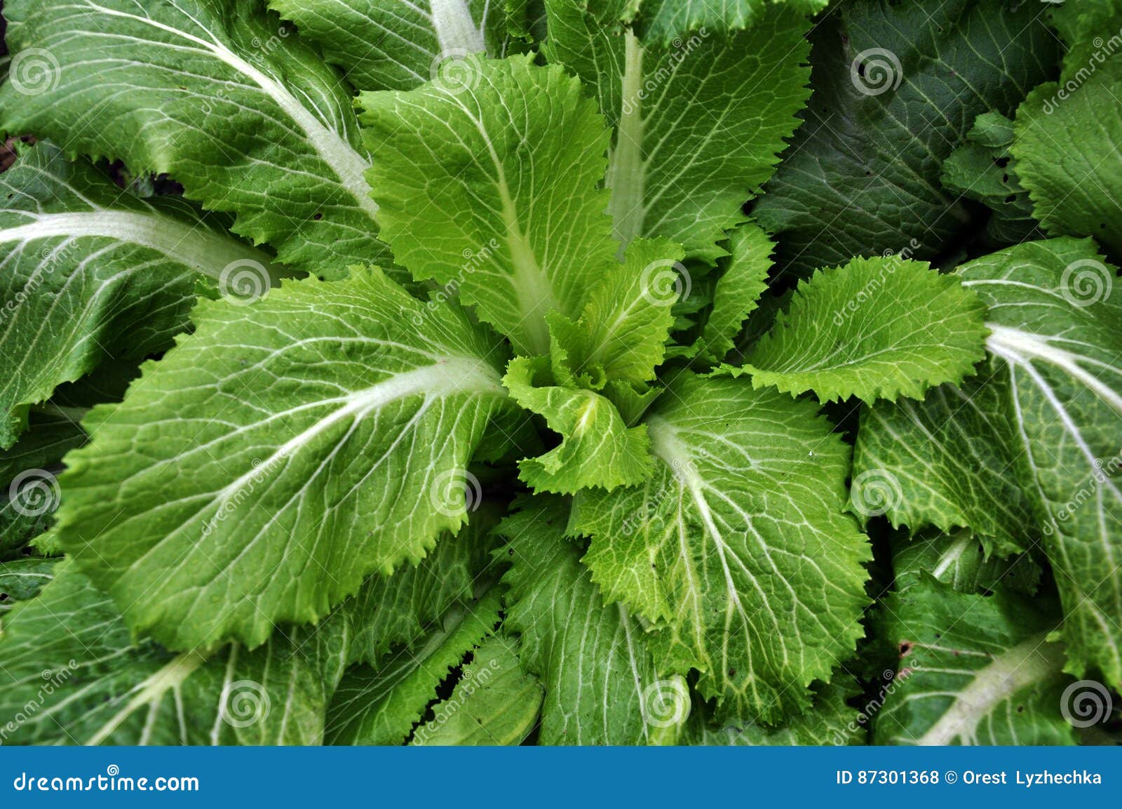 Peking cabbage leaves stock photo. Image of vitamins - 87301368