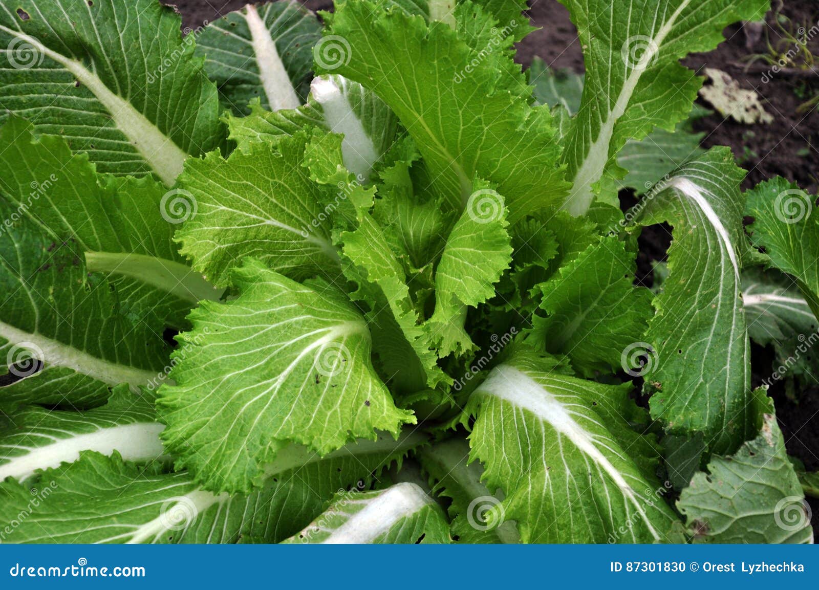 Peking cabbage leaves_3 stock photo. Image of agribusiness - 87301830