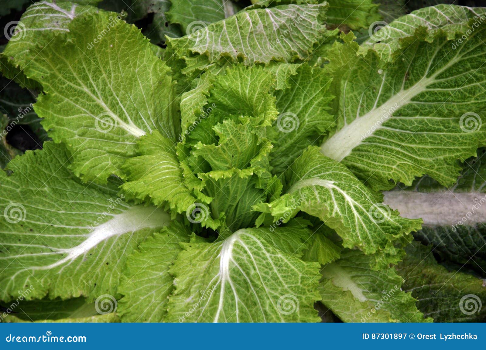 Peking cabbage leaves_2 stock image. Image of chinese - 87301897
