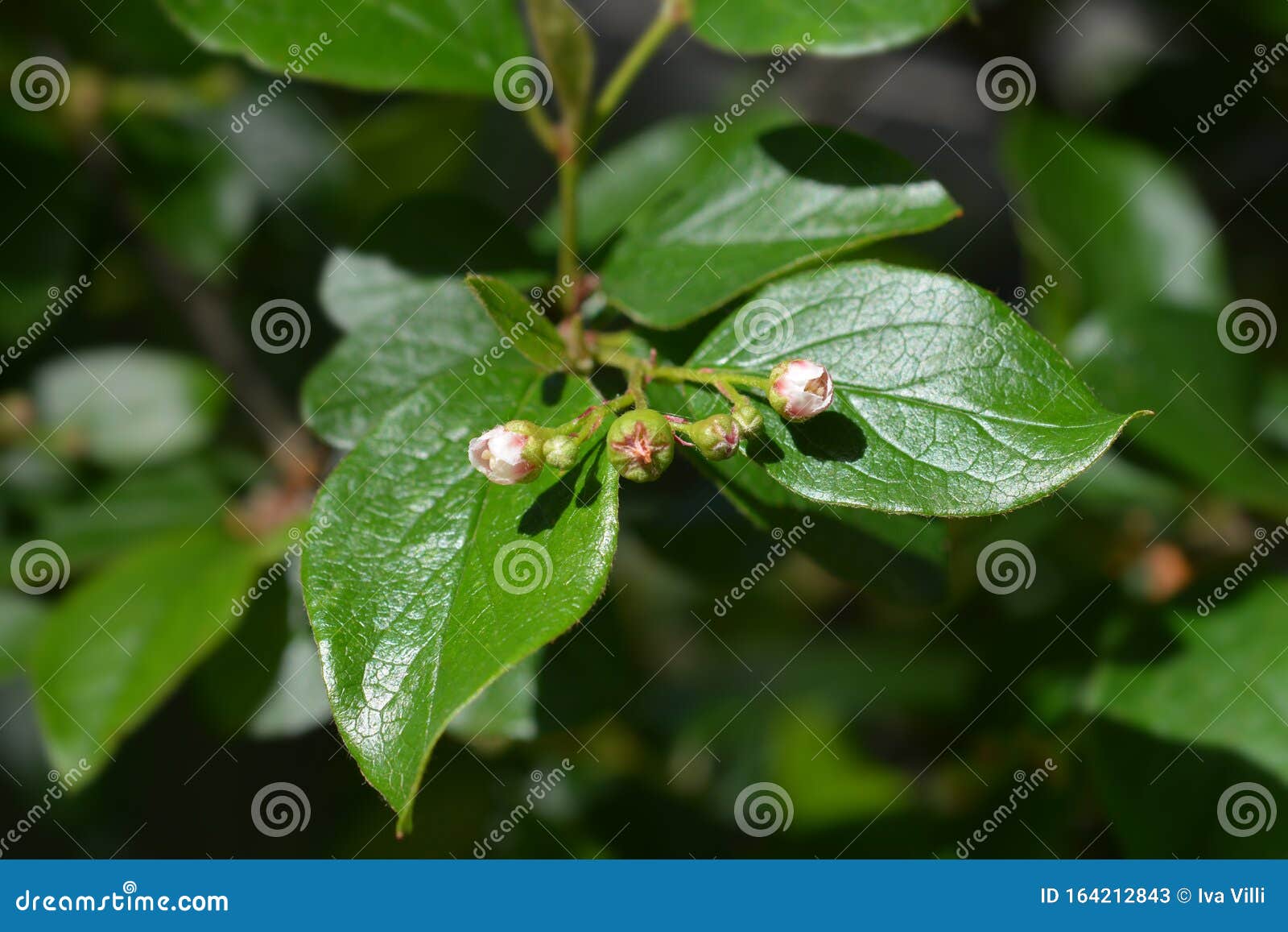 Peking cotoneaster stock image. Image of close, leaf - 164212843