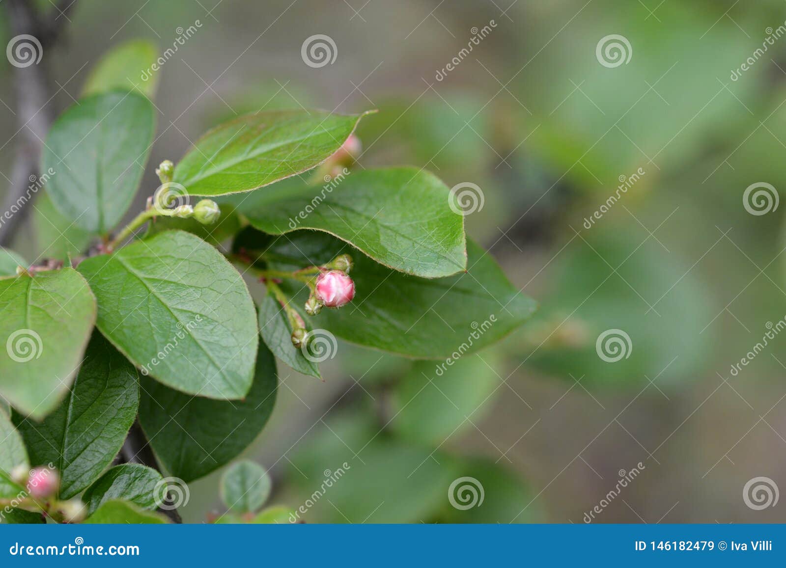 Peking cotoneaster stock image. Image of close, pink - 146182479