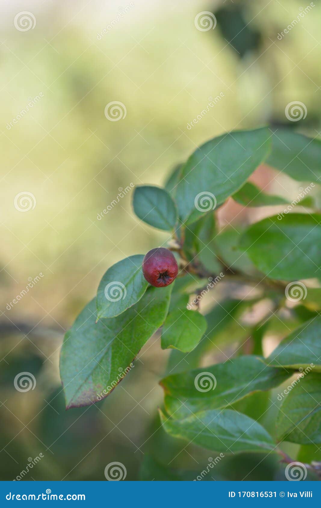 Peking cotoneaster stock image. Image of fruit, botany - 170816531