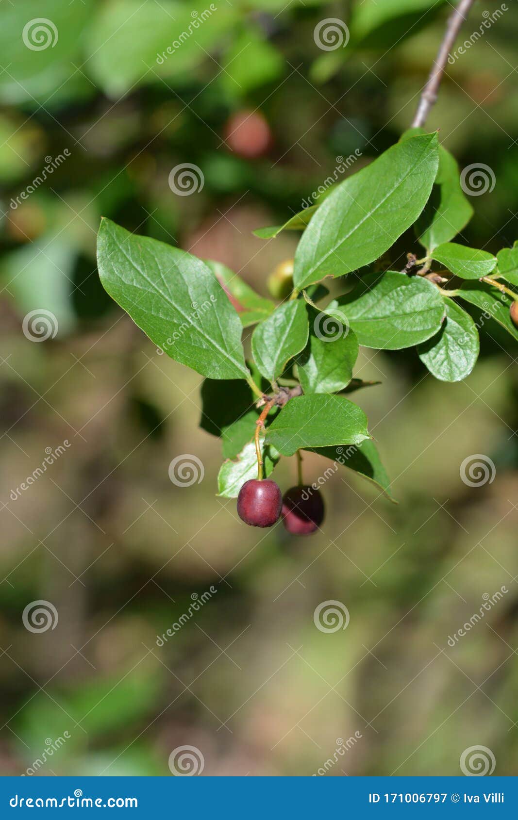 Peking cotoneaster stock image. Image of plant, outdoors - 171006797