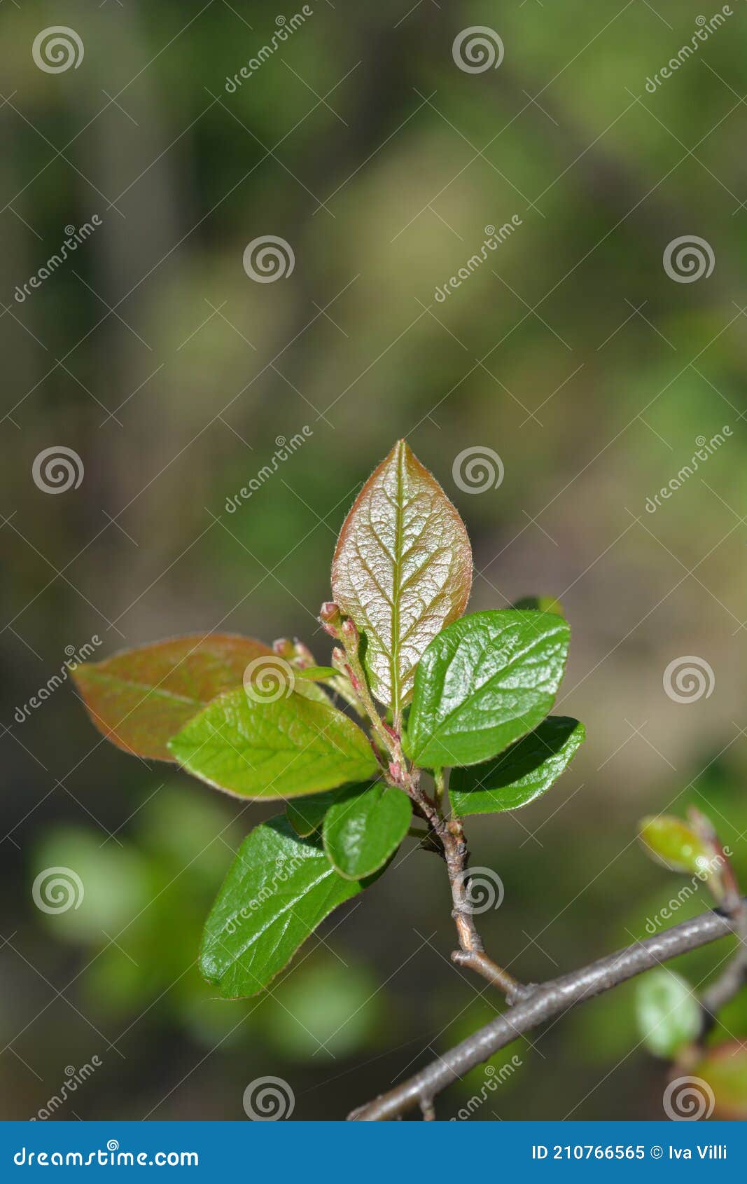 Peking cotoneaster stock image. Image of flower, green - 210766565