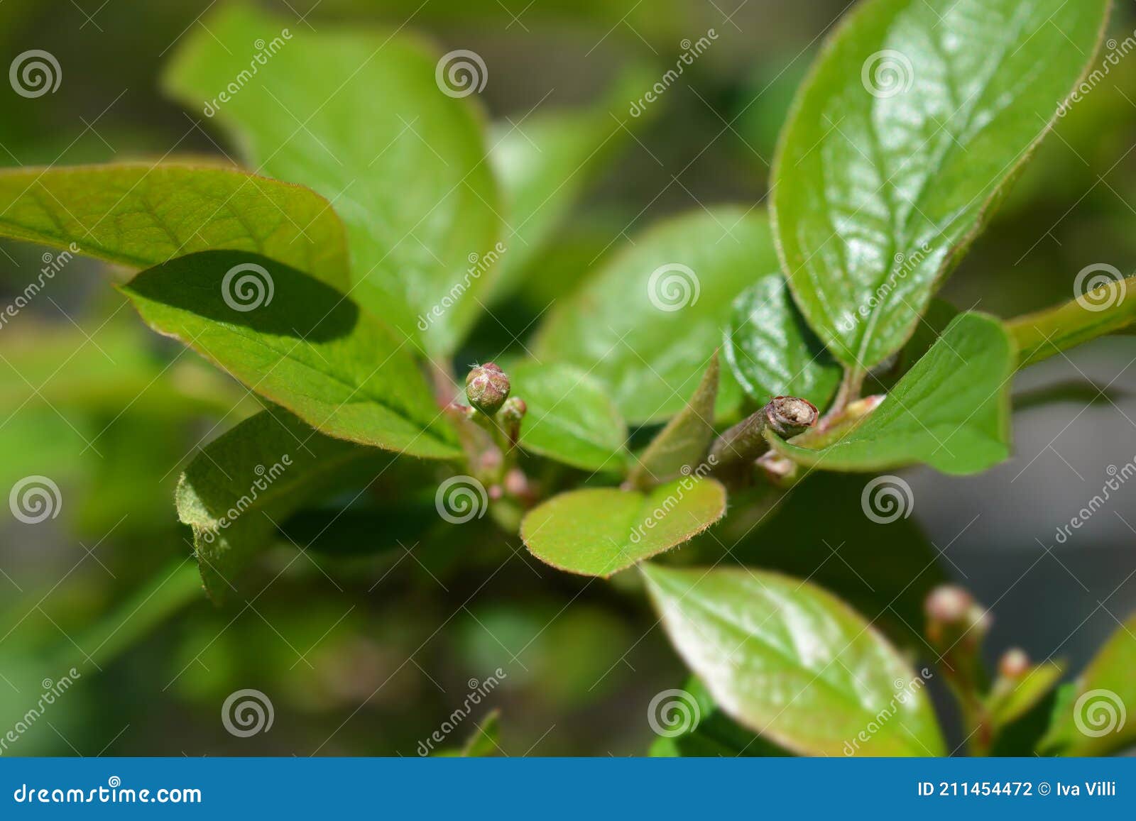 Peking cotoneaster stock photo. Image of nature, green - 211454472