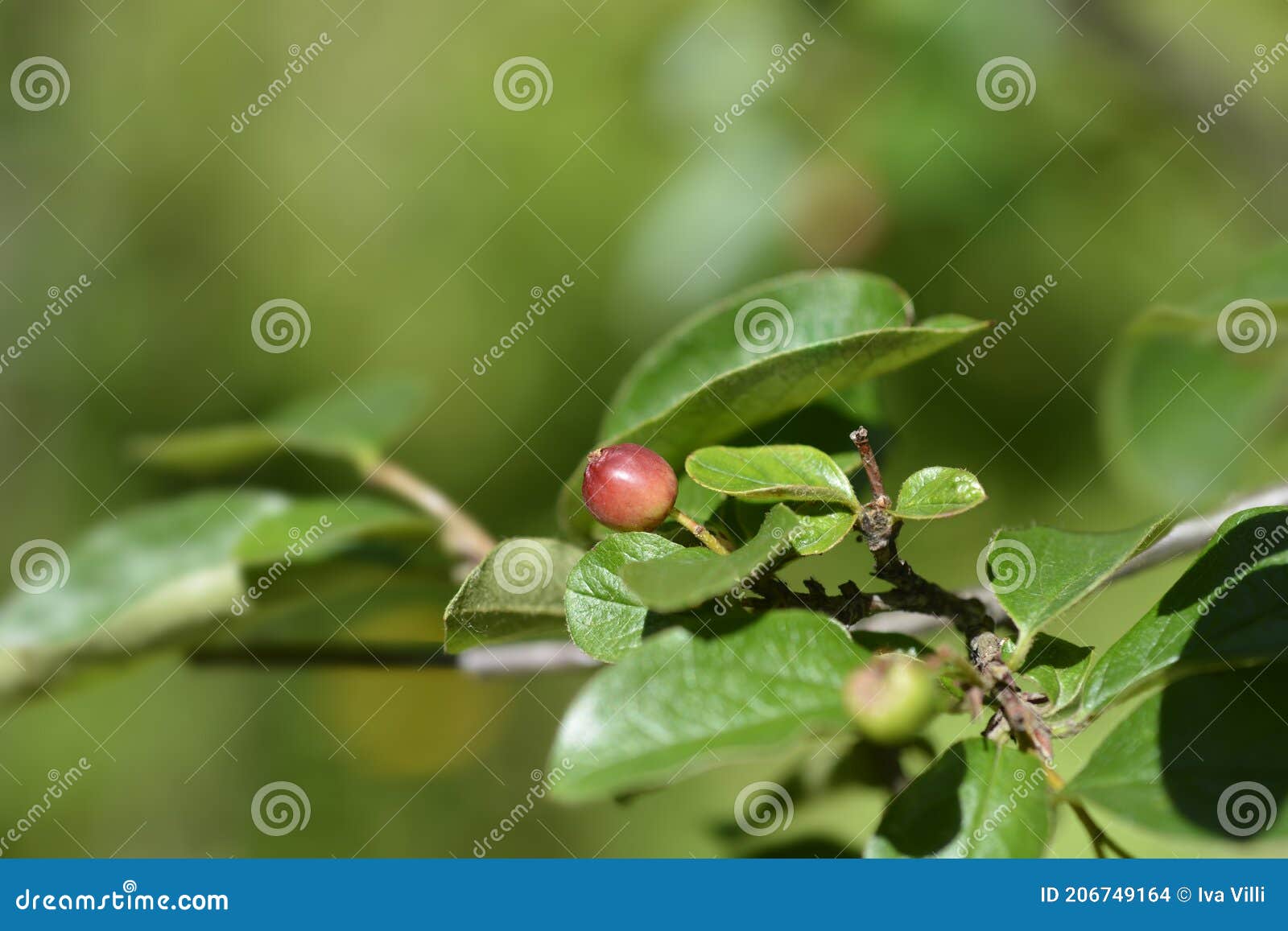 Peking cotoneaster stock photo. Image of shrub, peking - 206749164