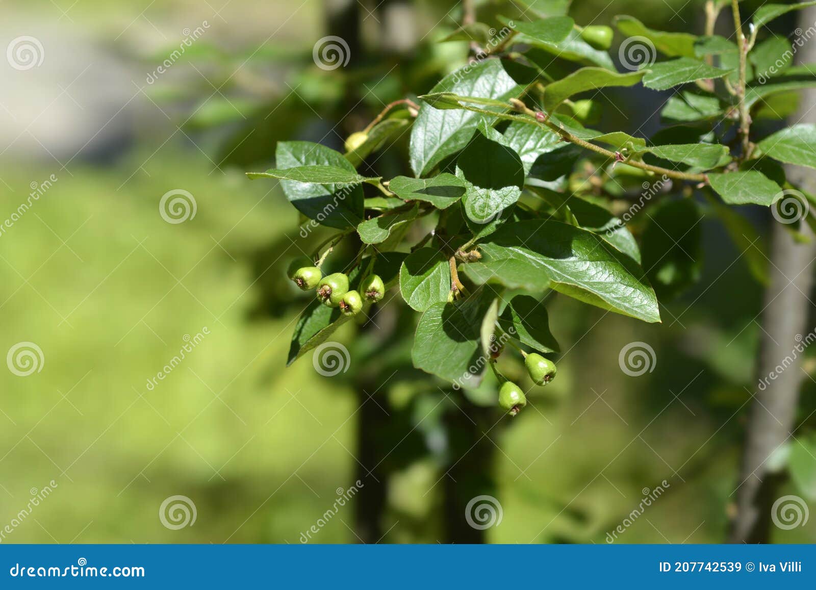 Peking cotoneaster stock image. Image of cotoneaster - 207742539