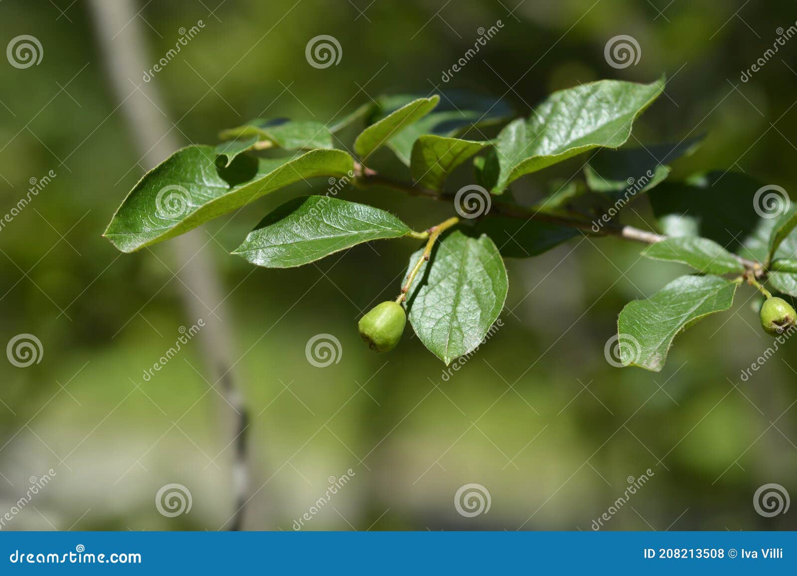 Peking cotoneaster stock photo. Image of cotoneaster - 208213508