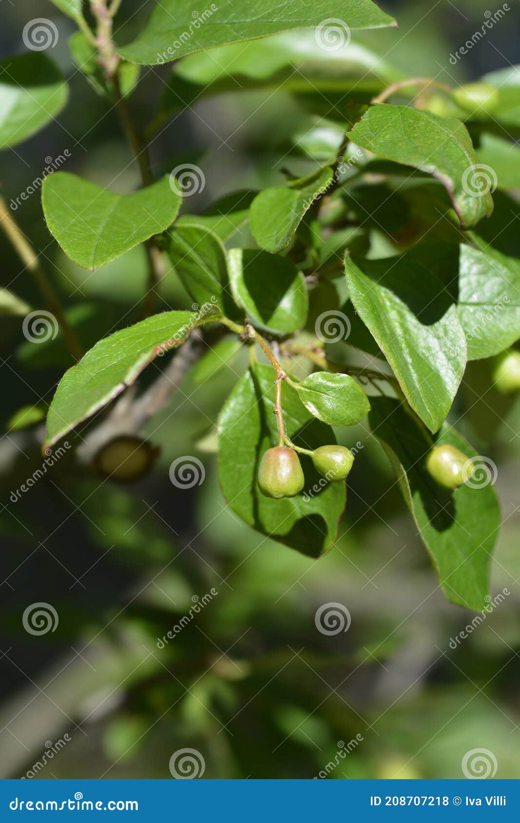 Peking cotoneaster stock photo. Image of green, fruit - 208707218