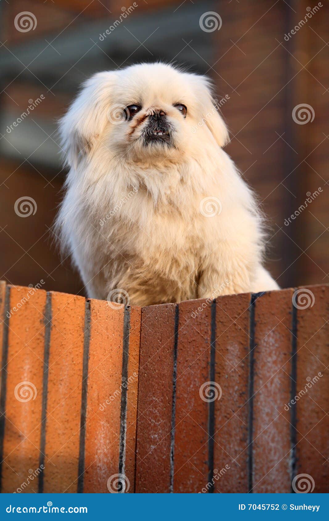 Peking dog stock photo. Image of garden, pity, childhood - 7045752
