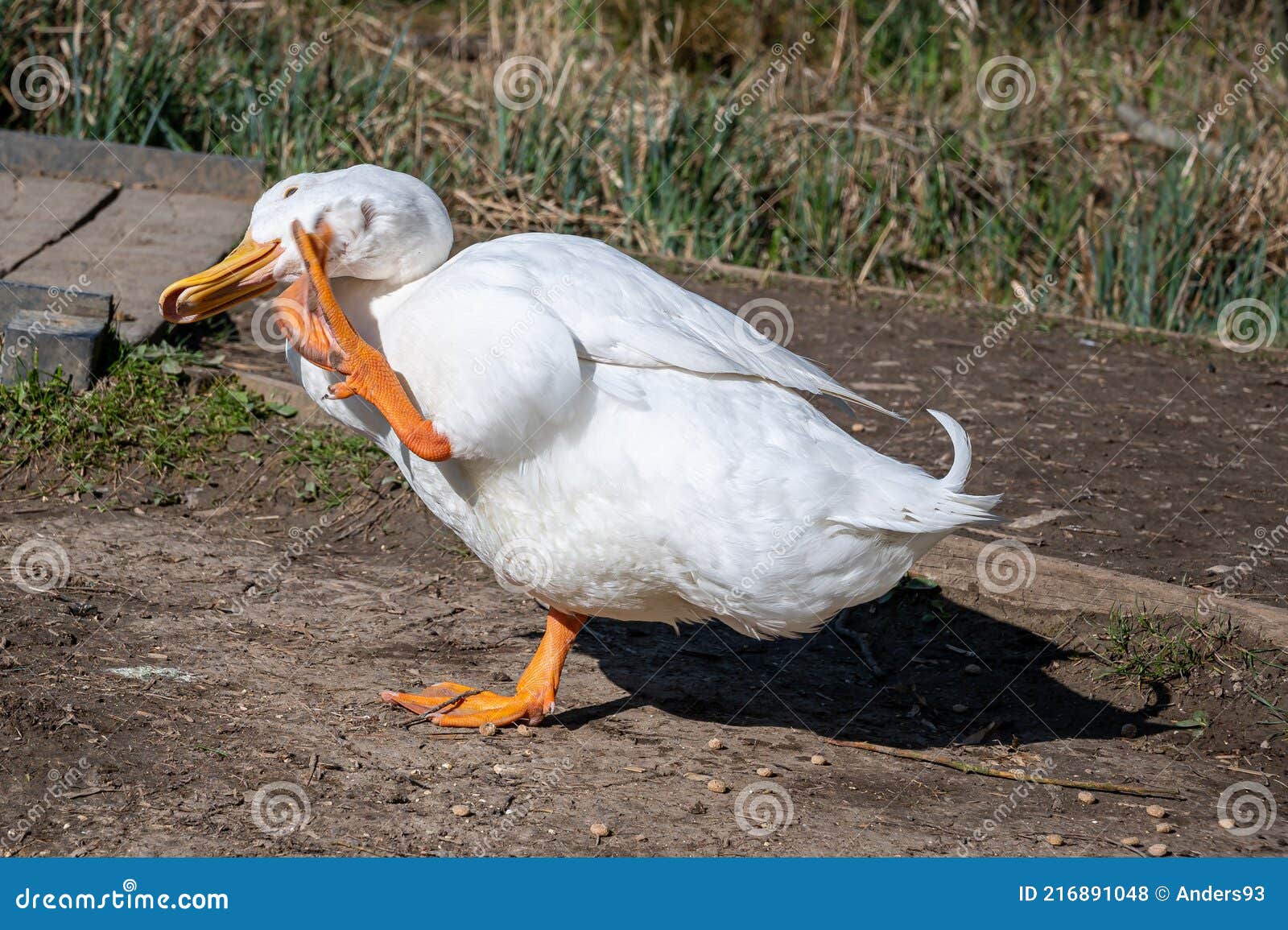 Pekin Duck Having a Scratch Stock Photo - Image of fowl, flock: 216891048