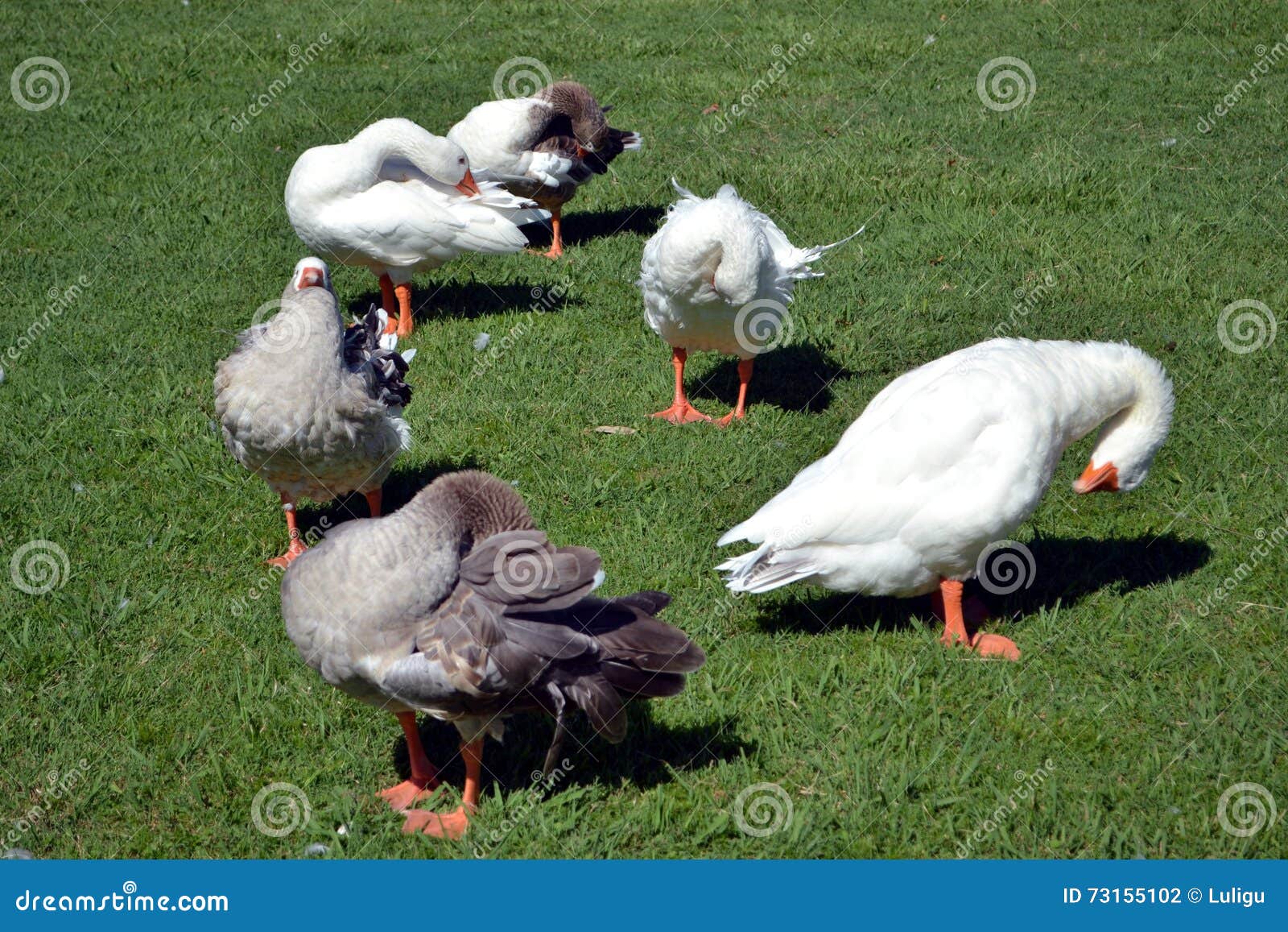 Peking Ducks stock photo. Image of river, feathers, pond - 73155102