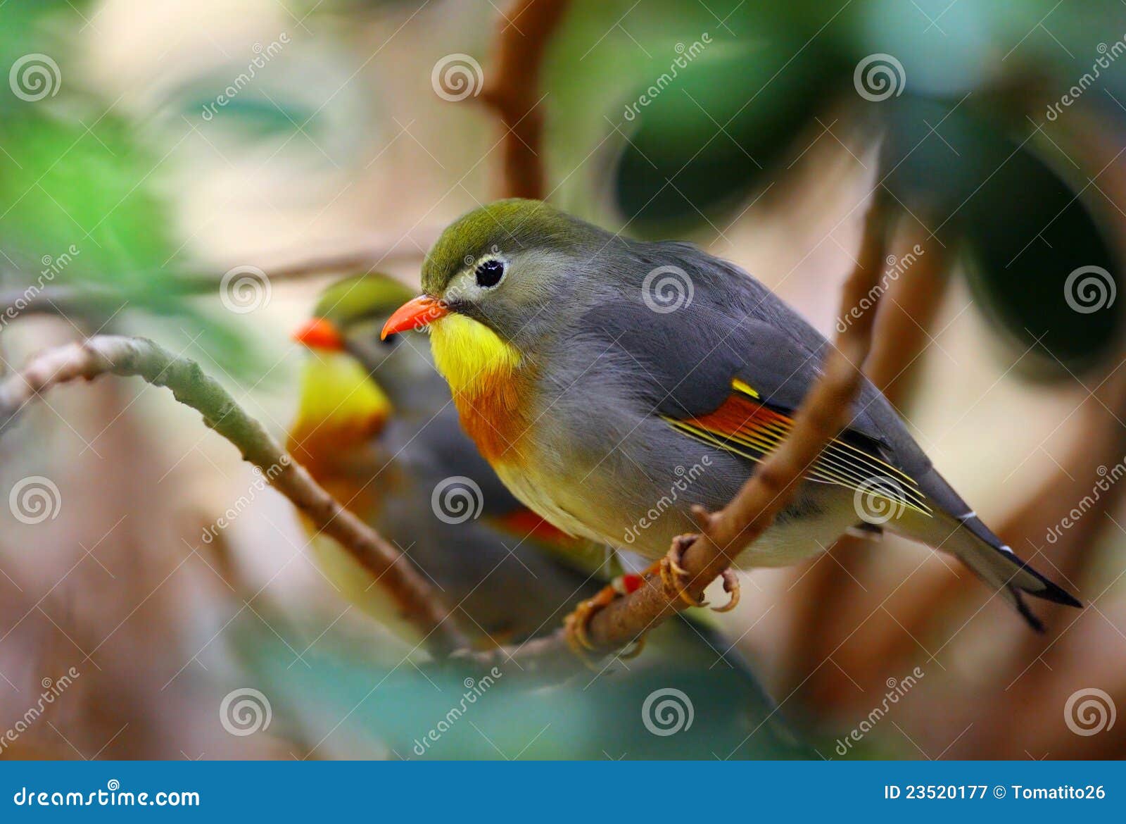 Peking robin birds stock image. Image of robin, friendship - 23520177