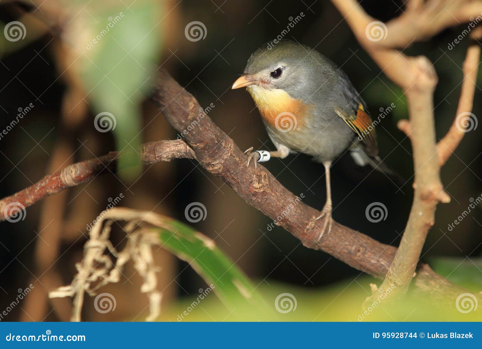 Peking robin stock photo. Image of peking, branch, japanese - 95928744