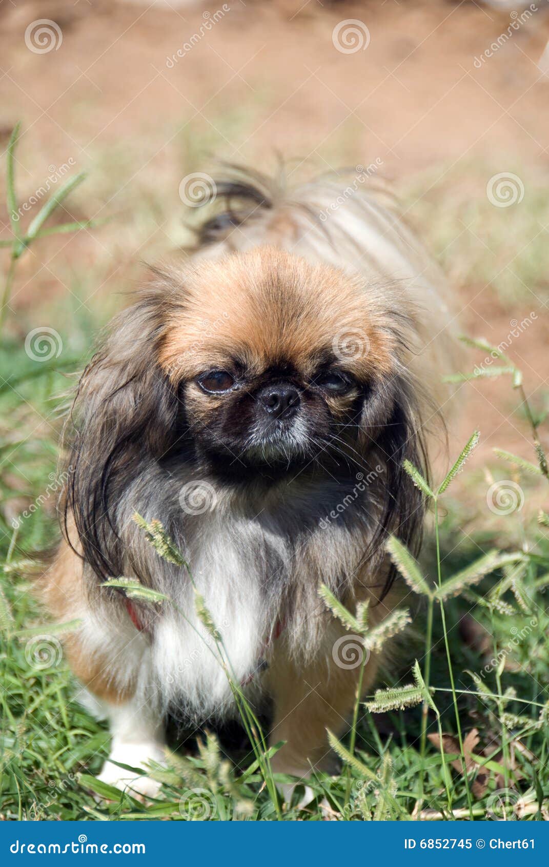 Pekingese stock image. Image of pekines, purebred, pedigree - 6852745