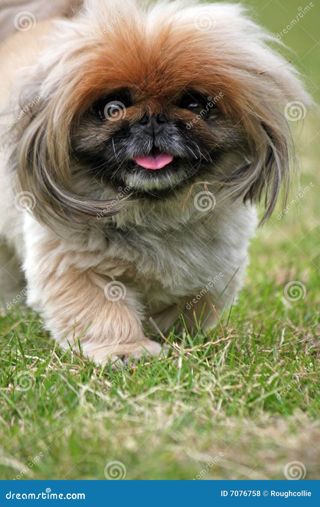 Pekingese stock photo. Image of exercise, pant, animal - 7076758