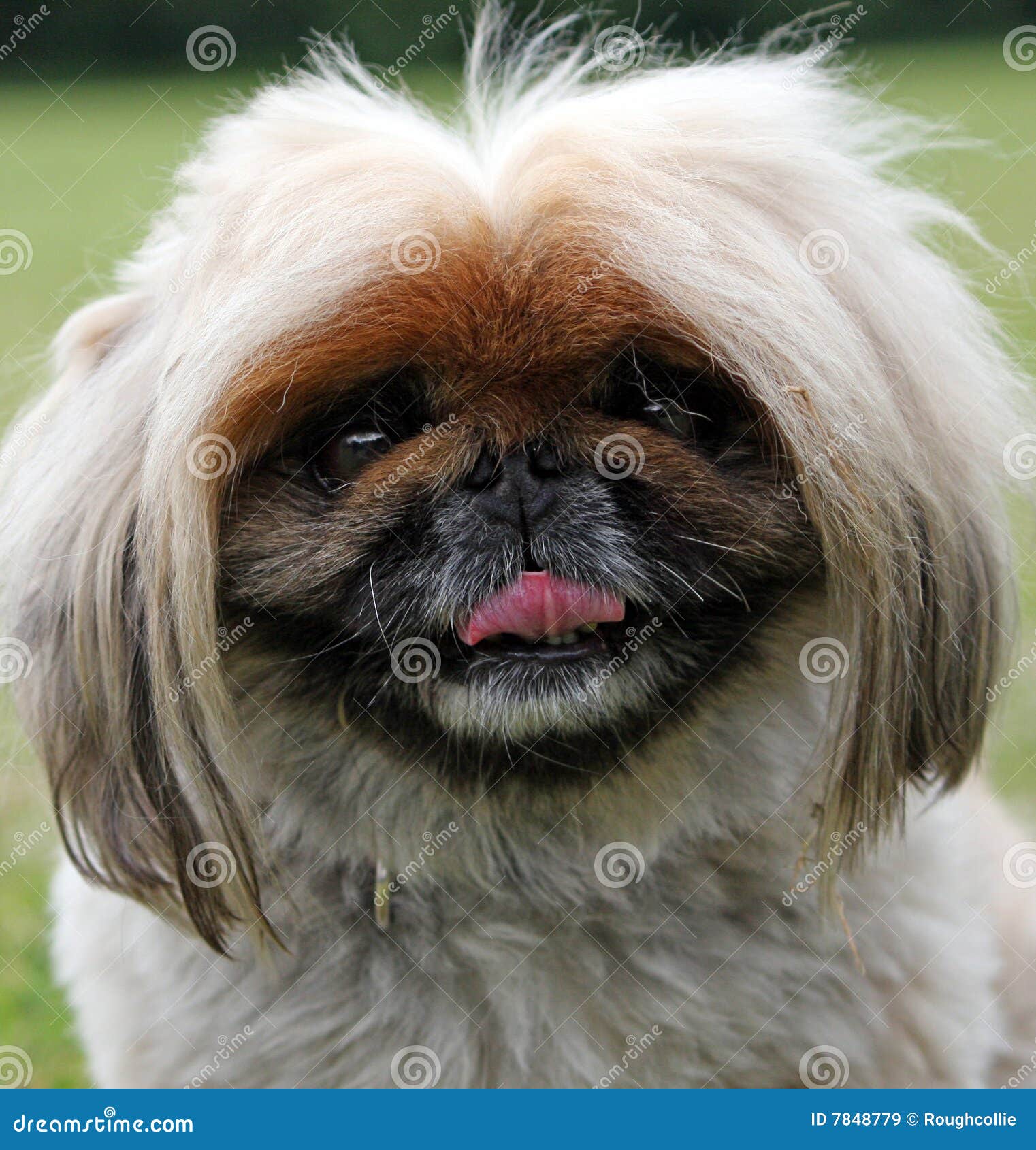 Pekingese stock image. Image of breed, pure, fluffy, canines - 7848779