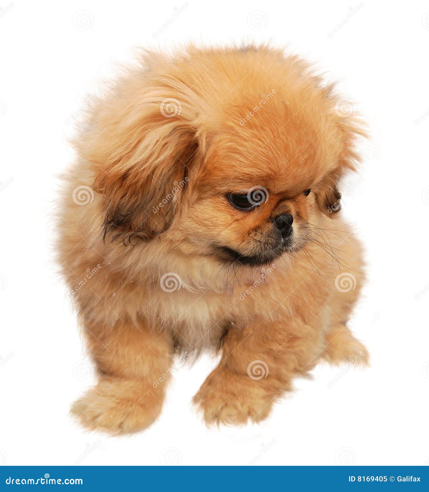 Pekingese stock image. Image of pekingese, animal, serious - 8169405