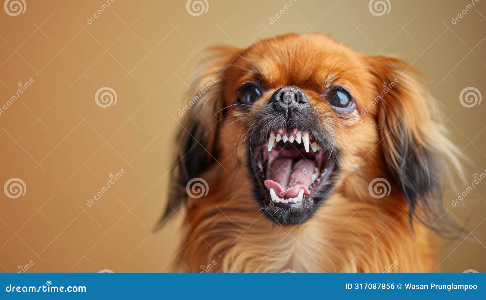 Pekingese, Angry Dog Baring Its Teeth, Studio Lighting Pastel ...