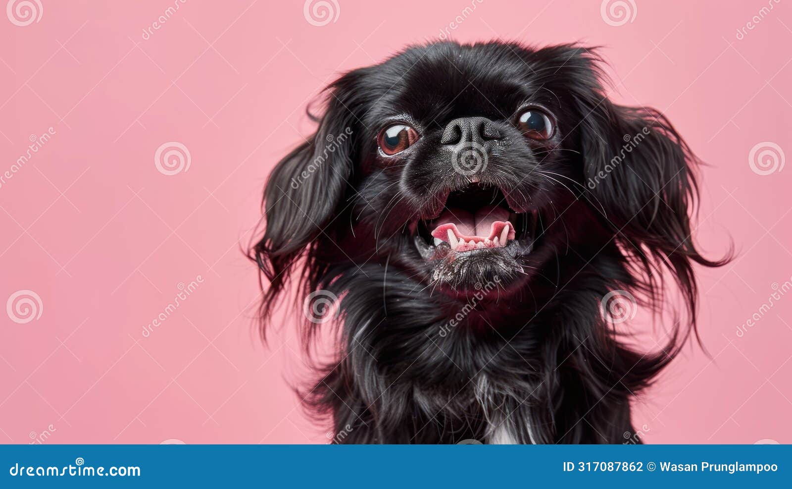 Pekingese, Angry Dog Baring Its Teeth, Studio Lighting Pastel ...