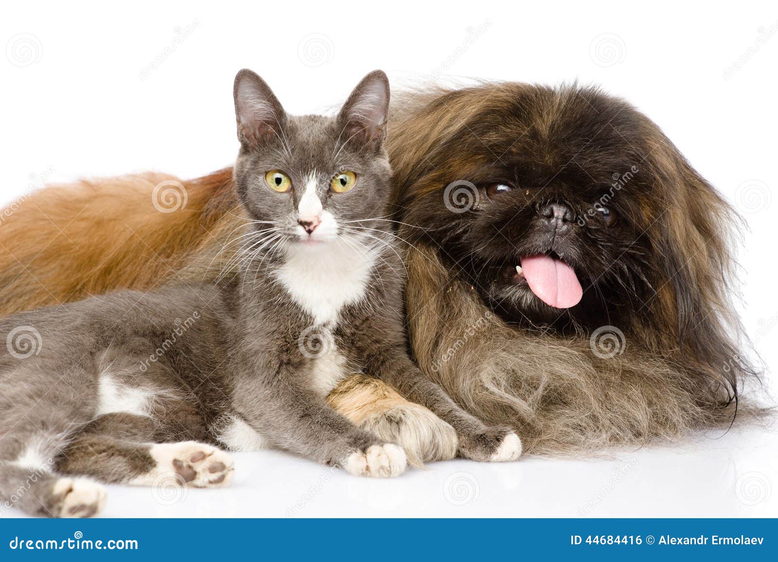 Pekingese and Cat Together. Isolated on White Background Stock Photo ...