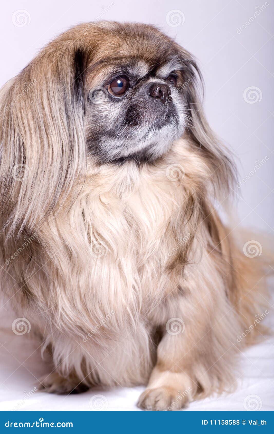 Pekingese dog stock photo. Image of hair, purebred, pets - 11158588