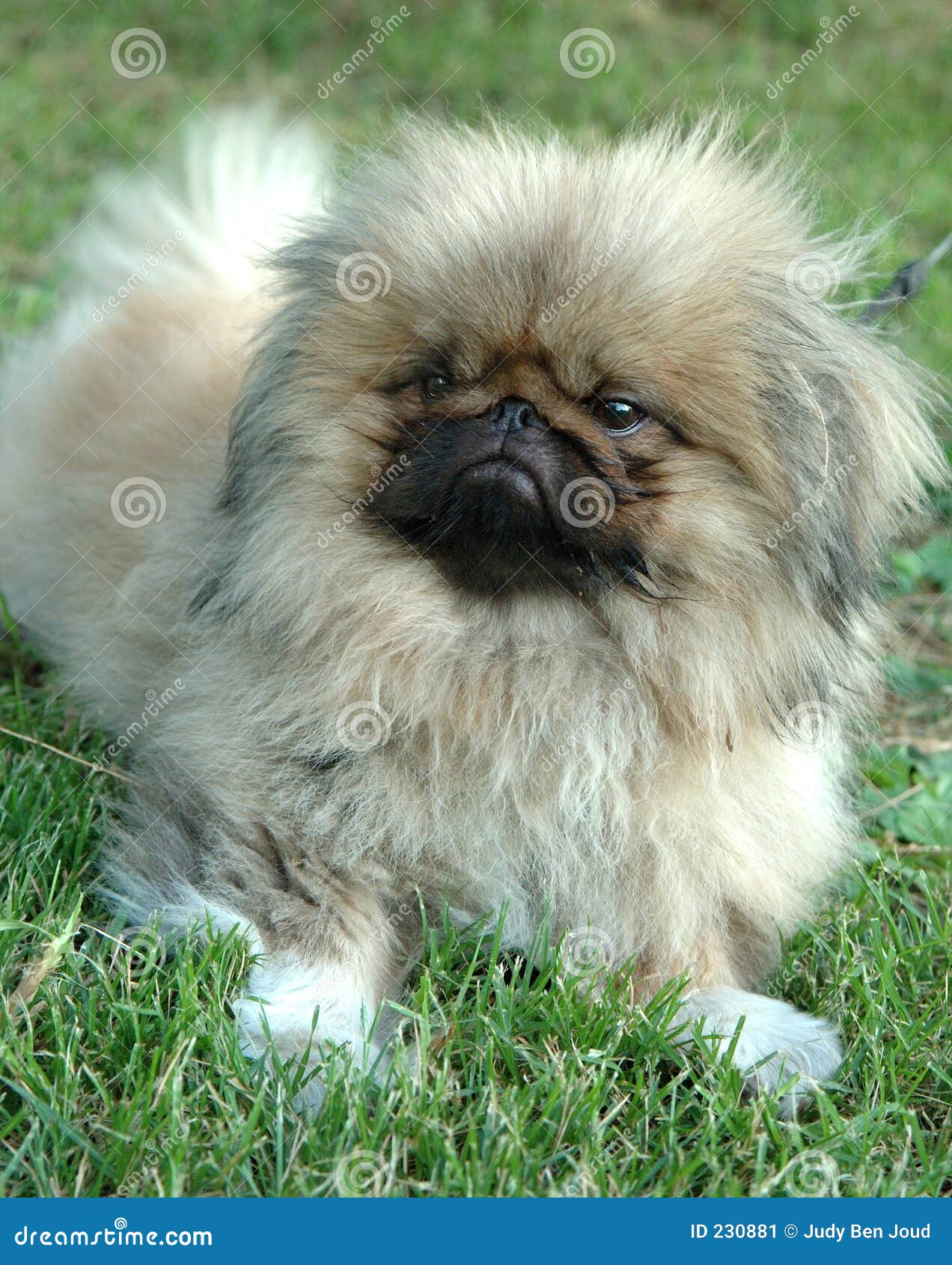 Pekingese dog stock image. Image of mammal, breed, small - 230881