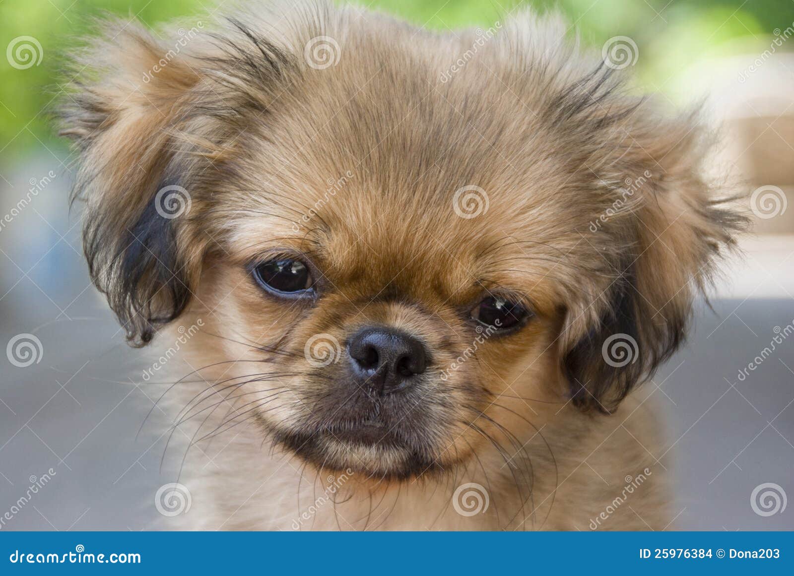Pekingese dog stock photo. Image of mouth, macro, animals - 25976384