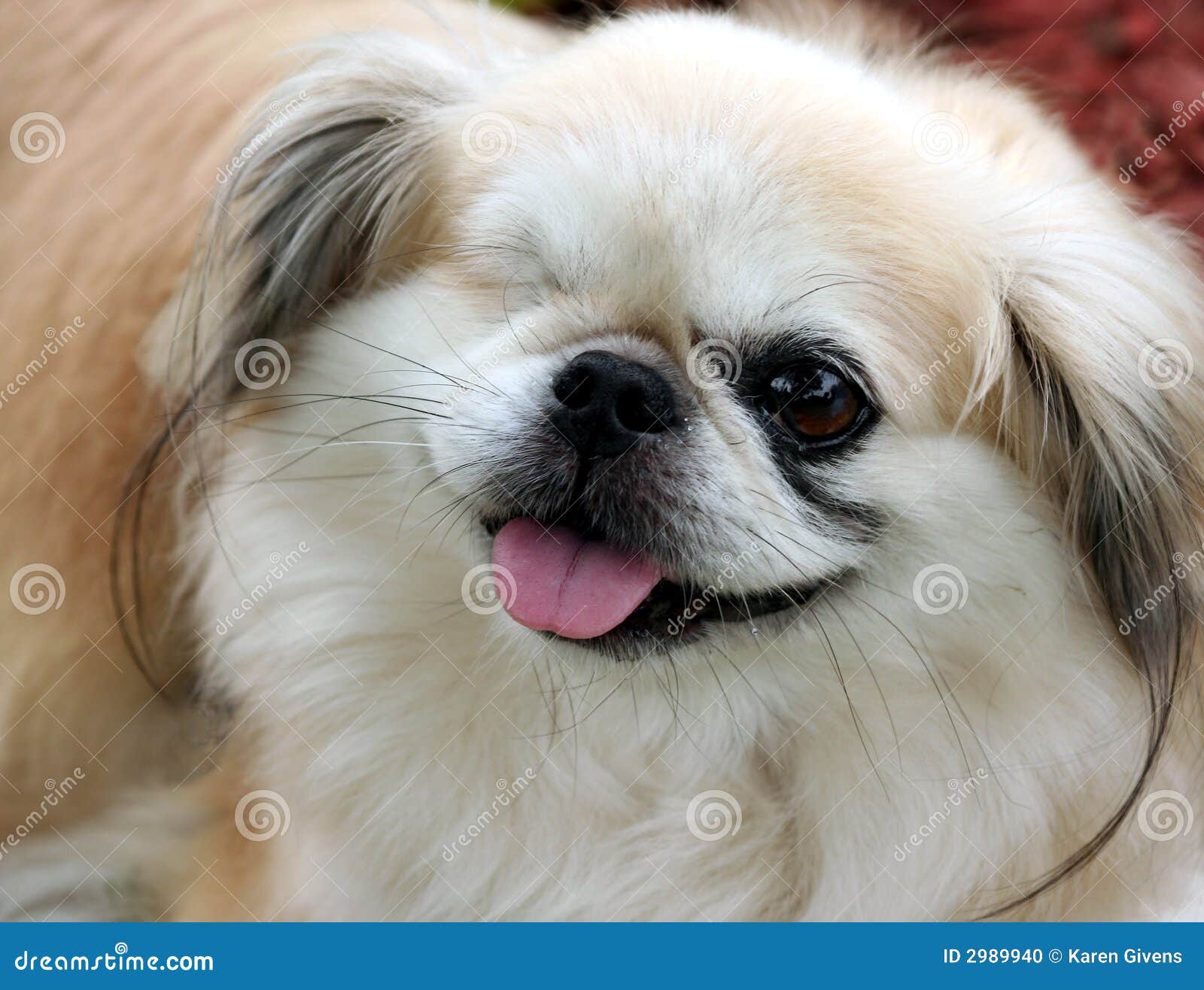Pekingese Dog Stock Photo - Image: 2989940
