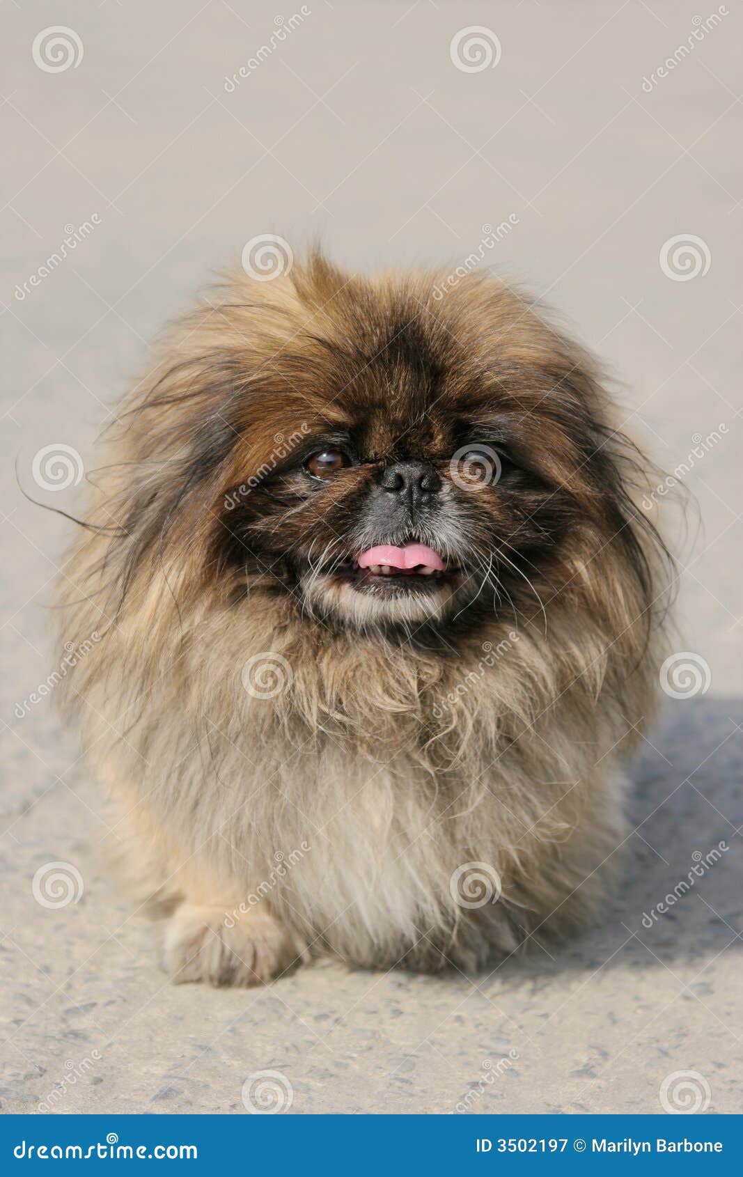 Pekingese Dog stock image. Image of dogs, posing, animal - 3502197