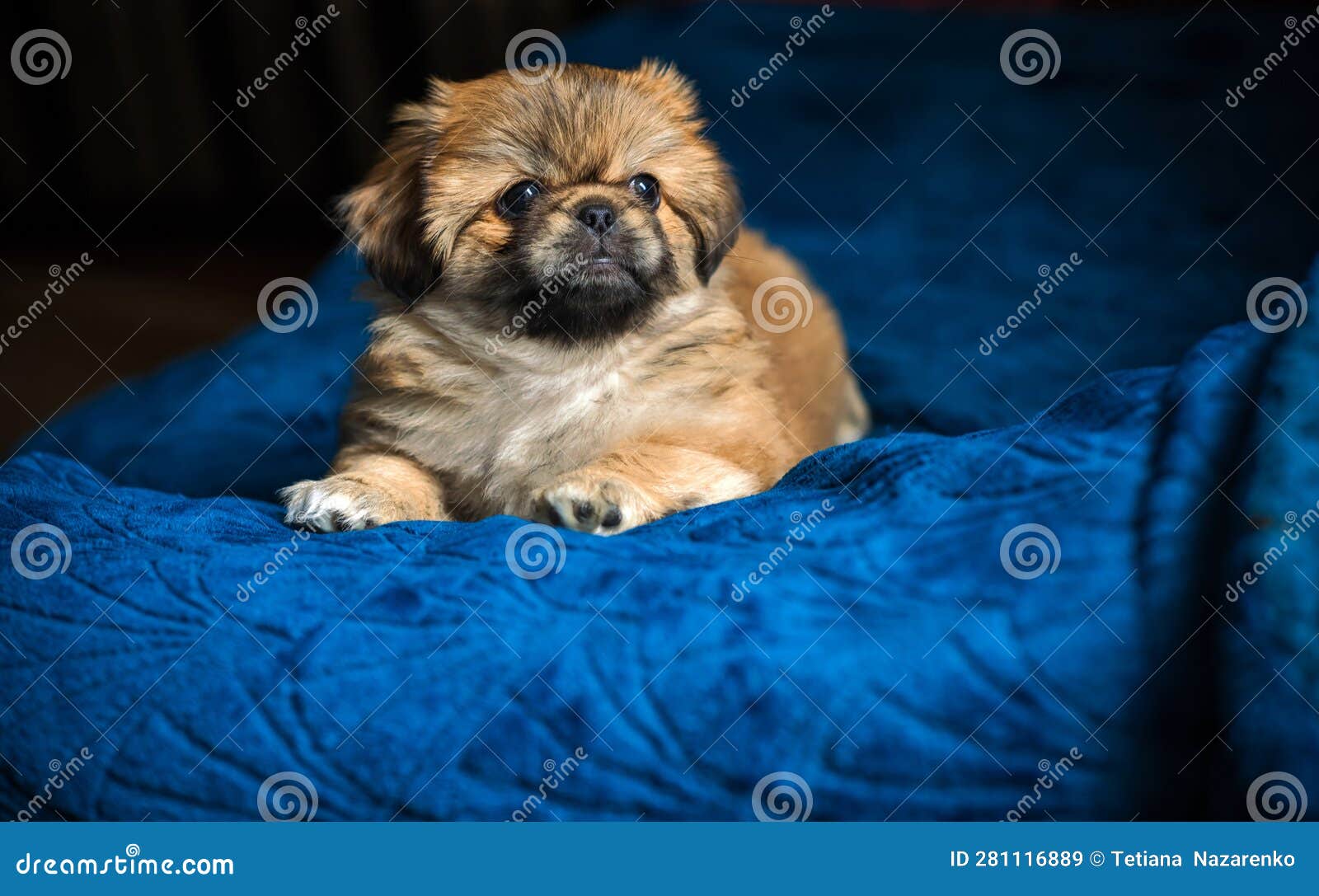Pekingese Dog at Home. Little Tiny Pappy - Adoption Stock Image - Image ...