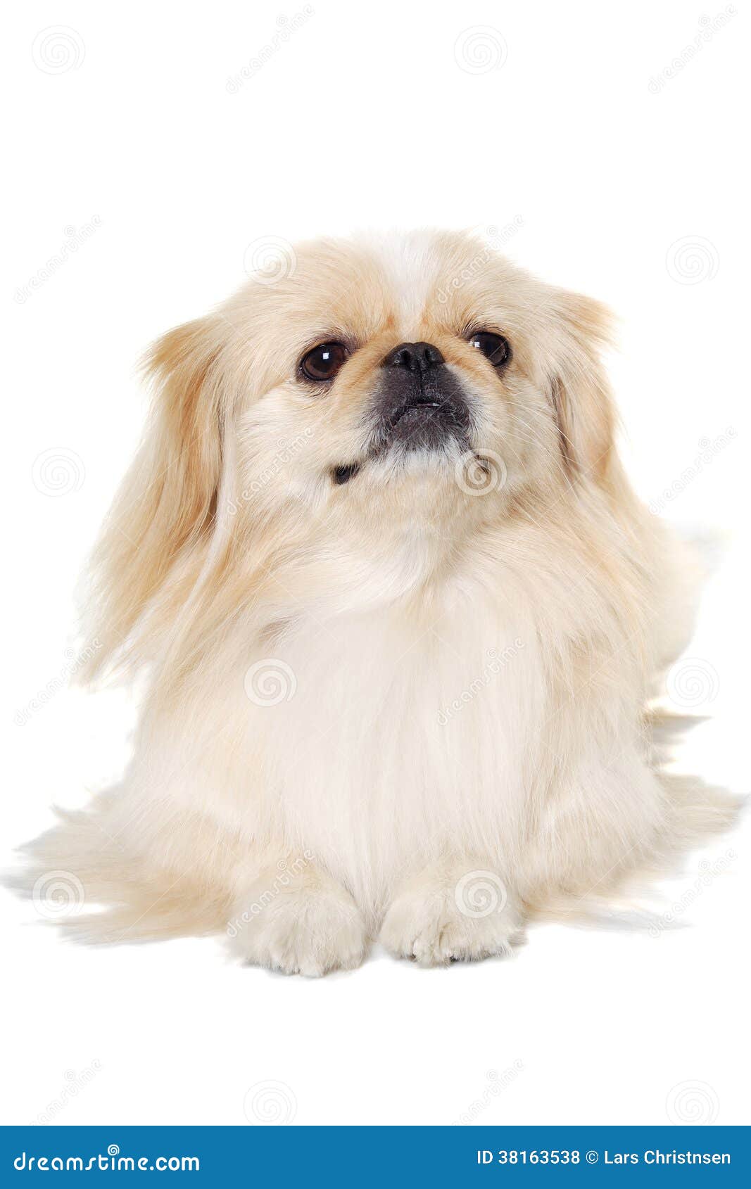 Can A Aidi And A Pekingese Be Friends