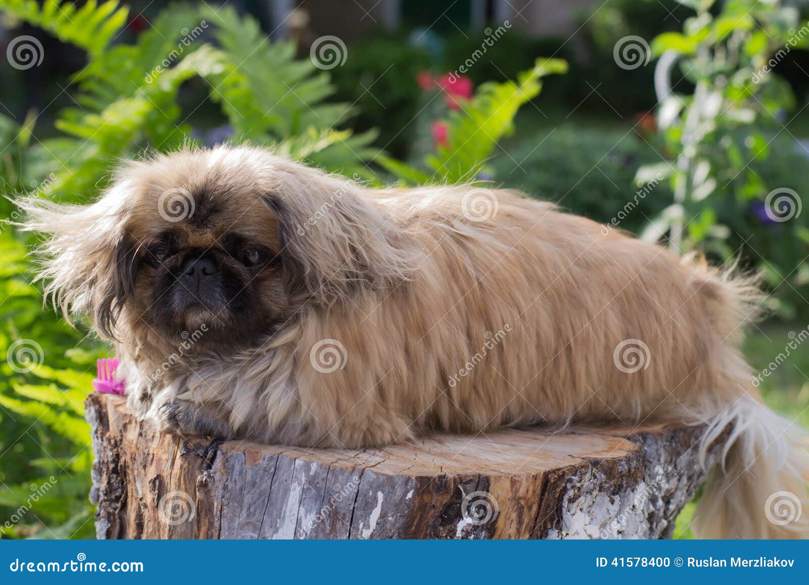 Pekingese dog stock photo. Image of fluffy, beauty, head - 41578400