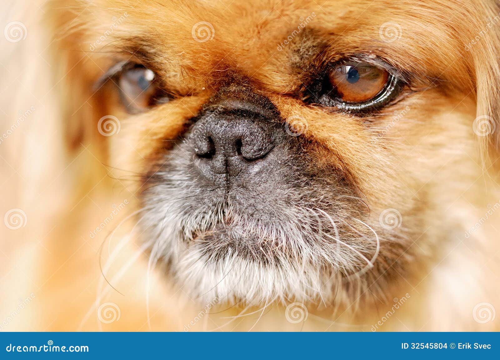 Pekingese dog portrait stock photo. Image of colors, pekingese - 32545804