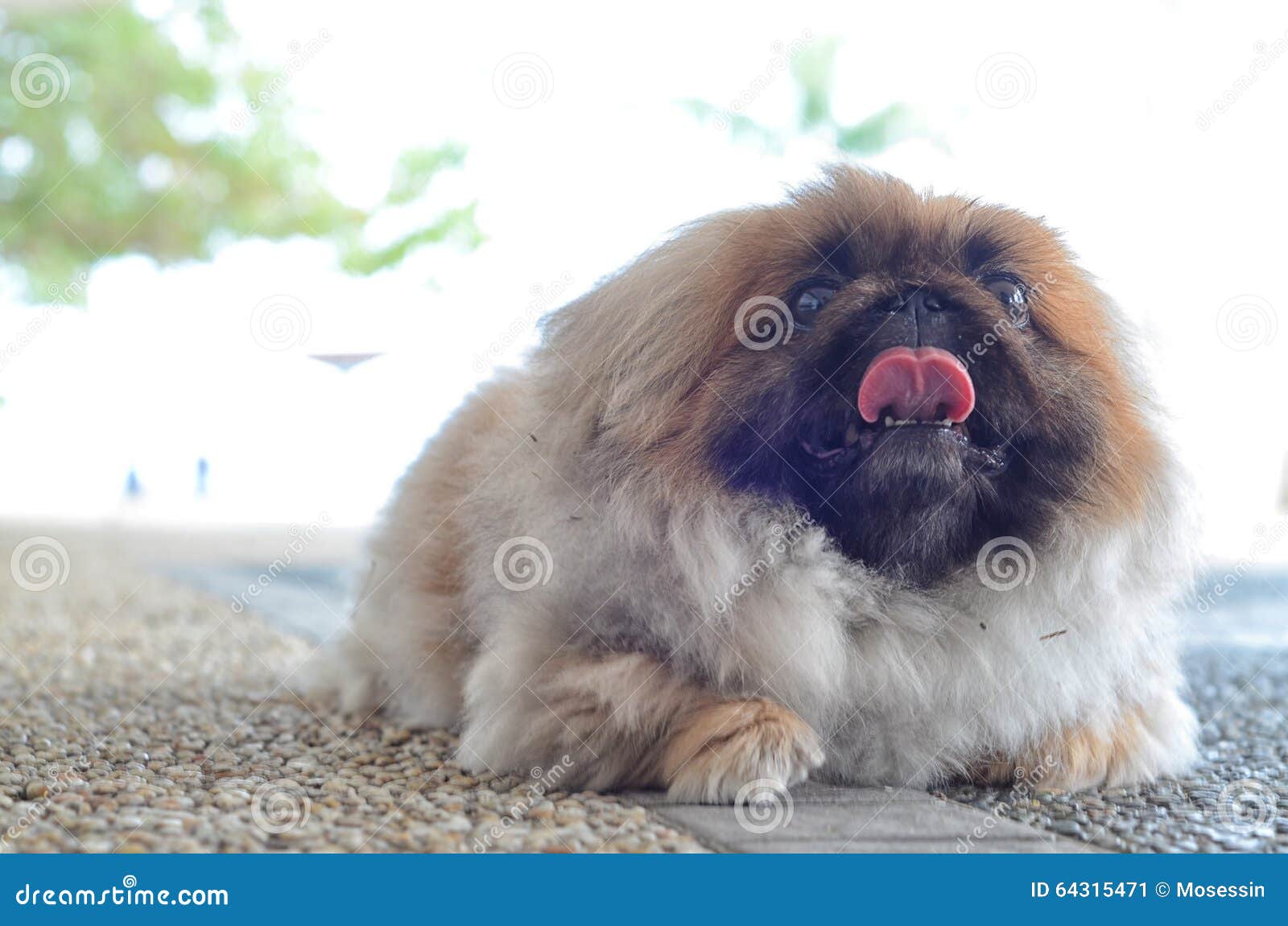 Pekingese dog stock image. Image of lion, pets, west - 64315471