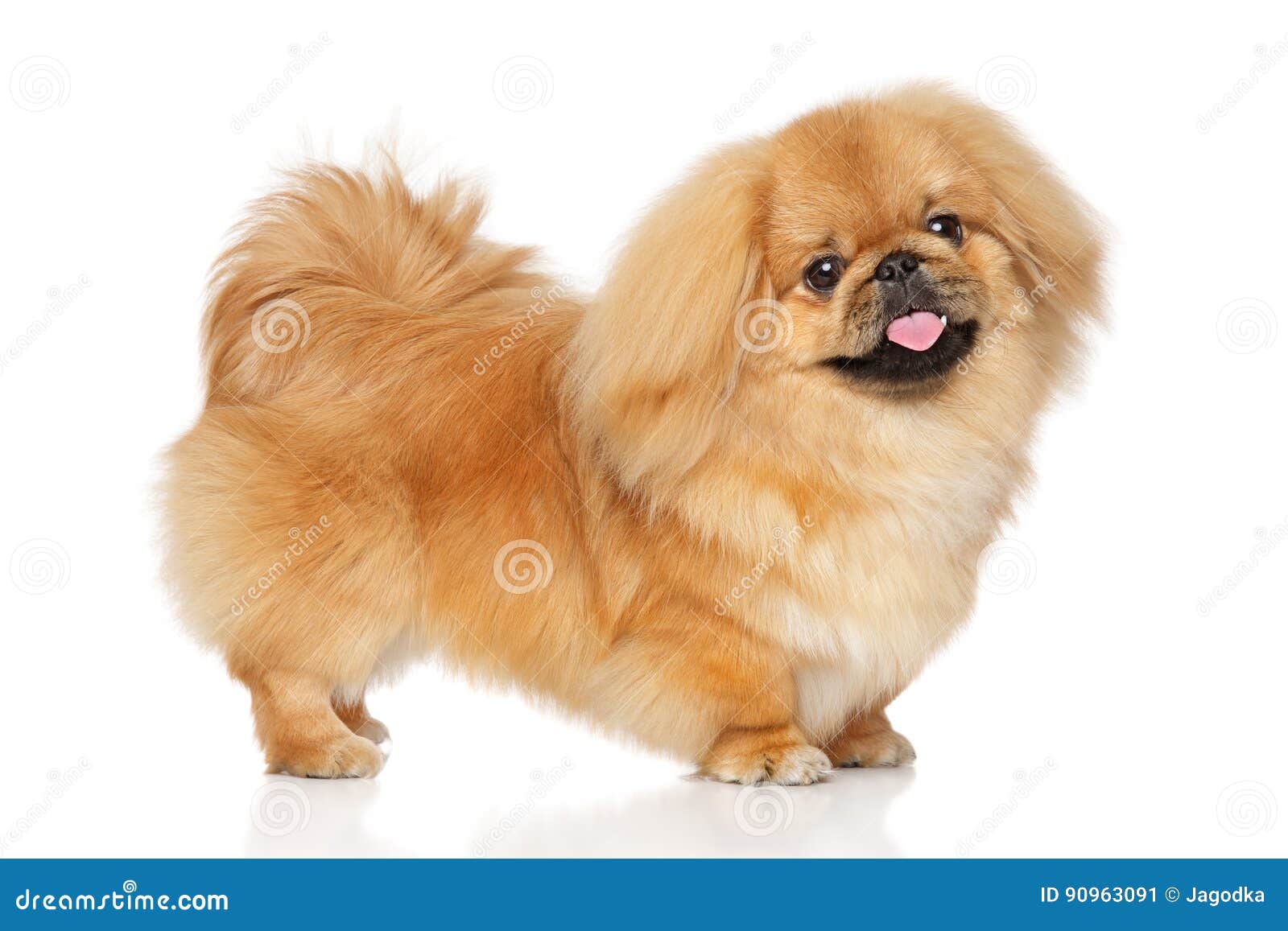Are Pekingese Picky Eaters