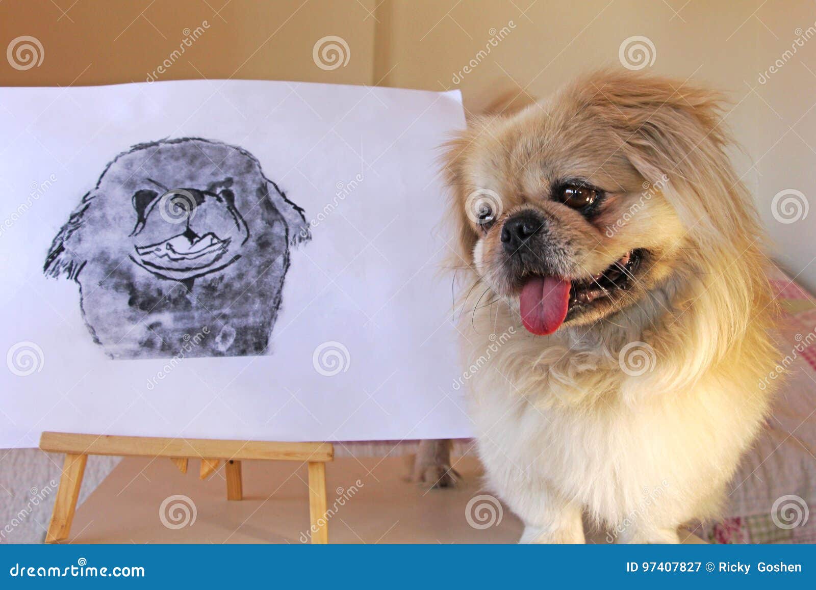 Pekingese dog stock image. Image of mammal, doggy, indoors - 97407827
