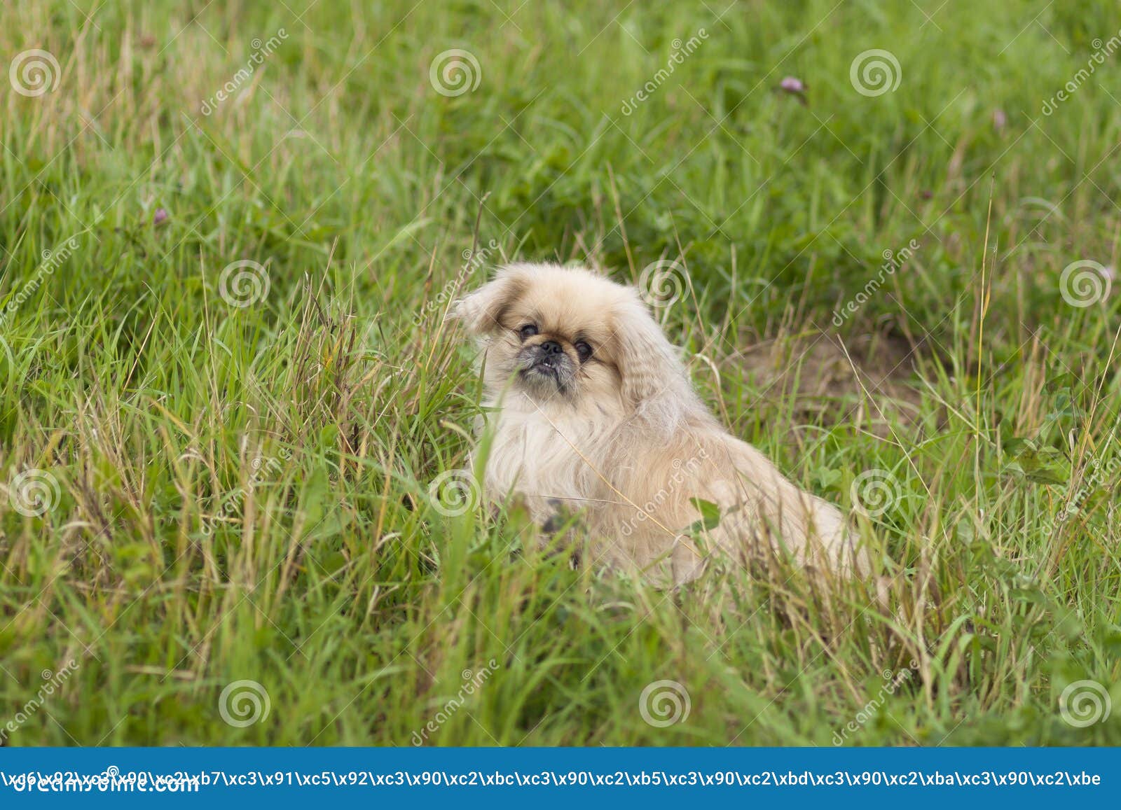 Pekingese dog stock photo. Image of animal, nature, happy - 100424212