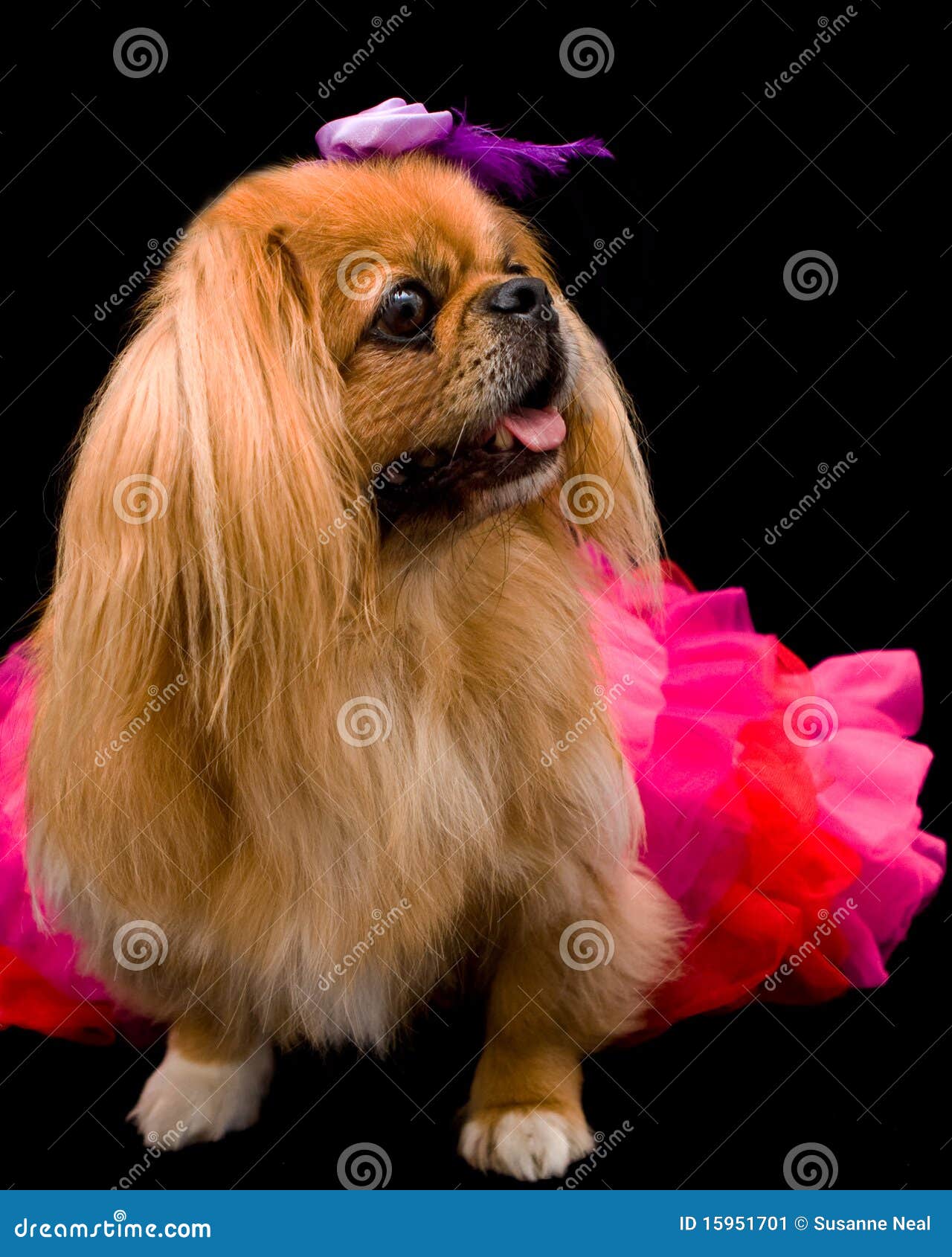 Pekingese Dog Wears Red/pink Tutu Stock Image - Image of pose, dressy ...