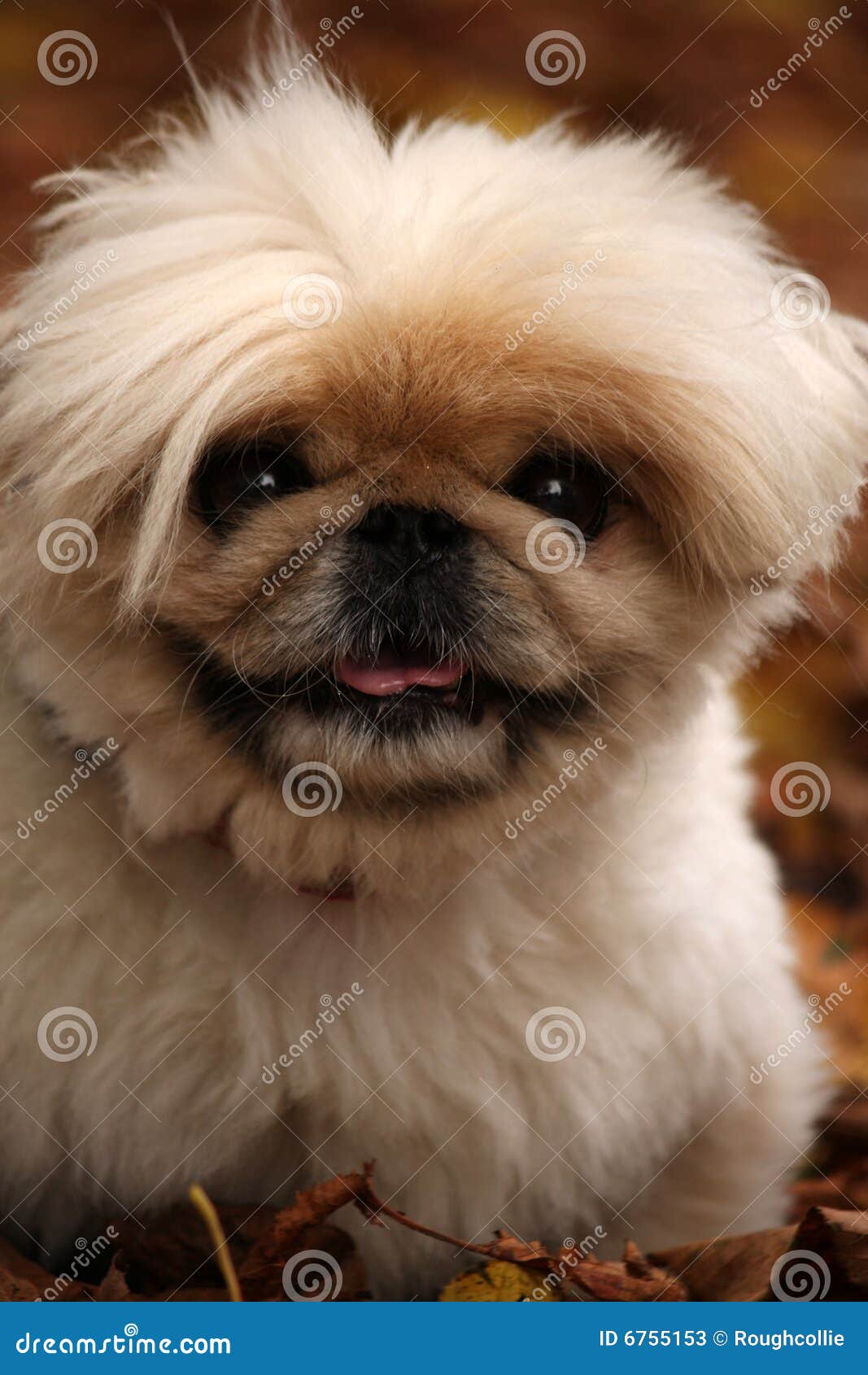 Pekingese face stock image. Image of cream, adorable, outdoors - 6755153