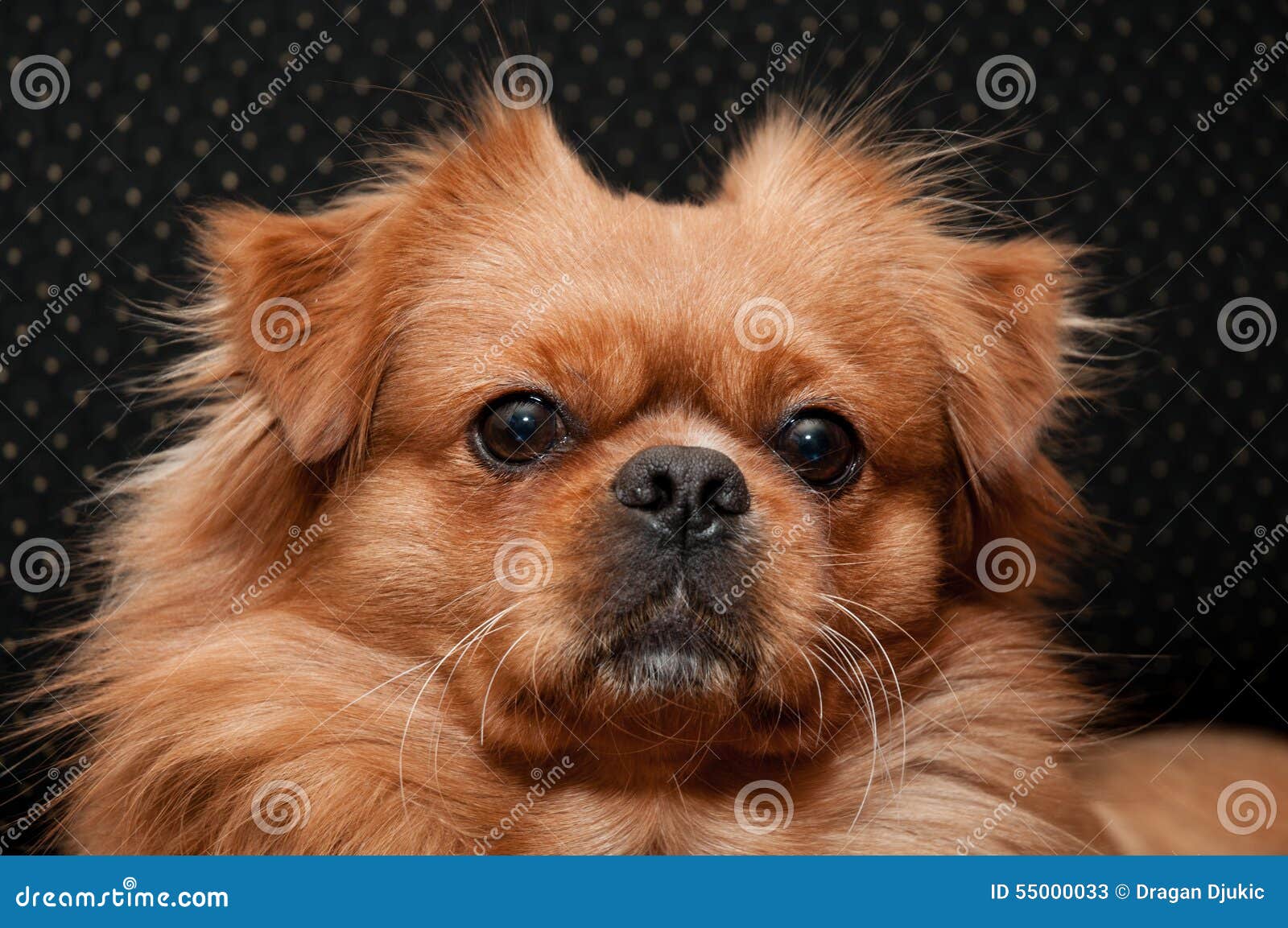 Pekingese face stock image. Image of purebred, expression - 55000033