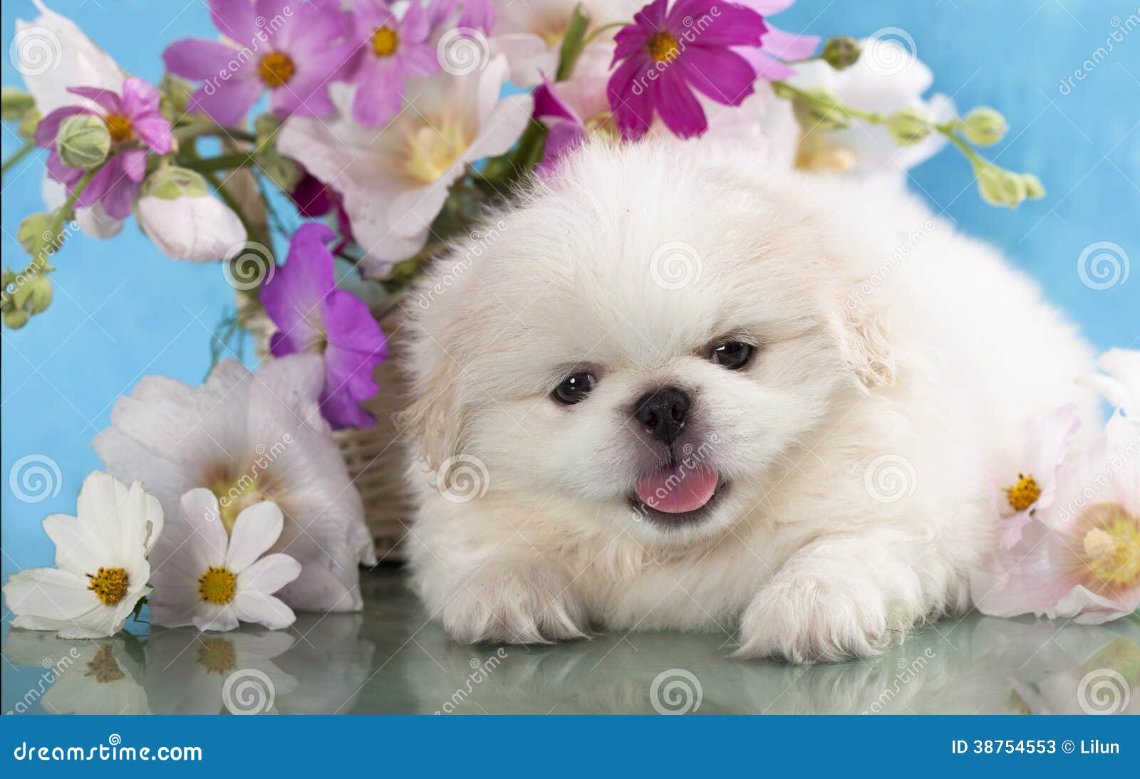 Pekingese and flowers stock image. Image of flower, card - 38754553