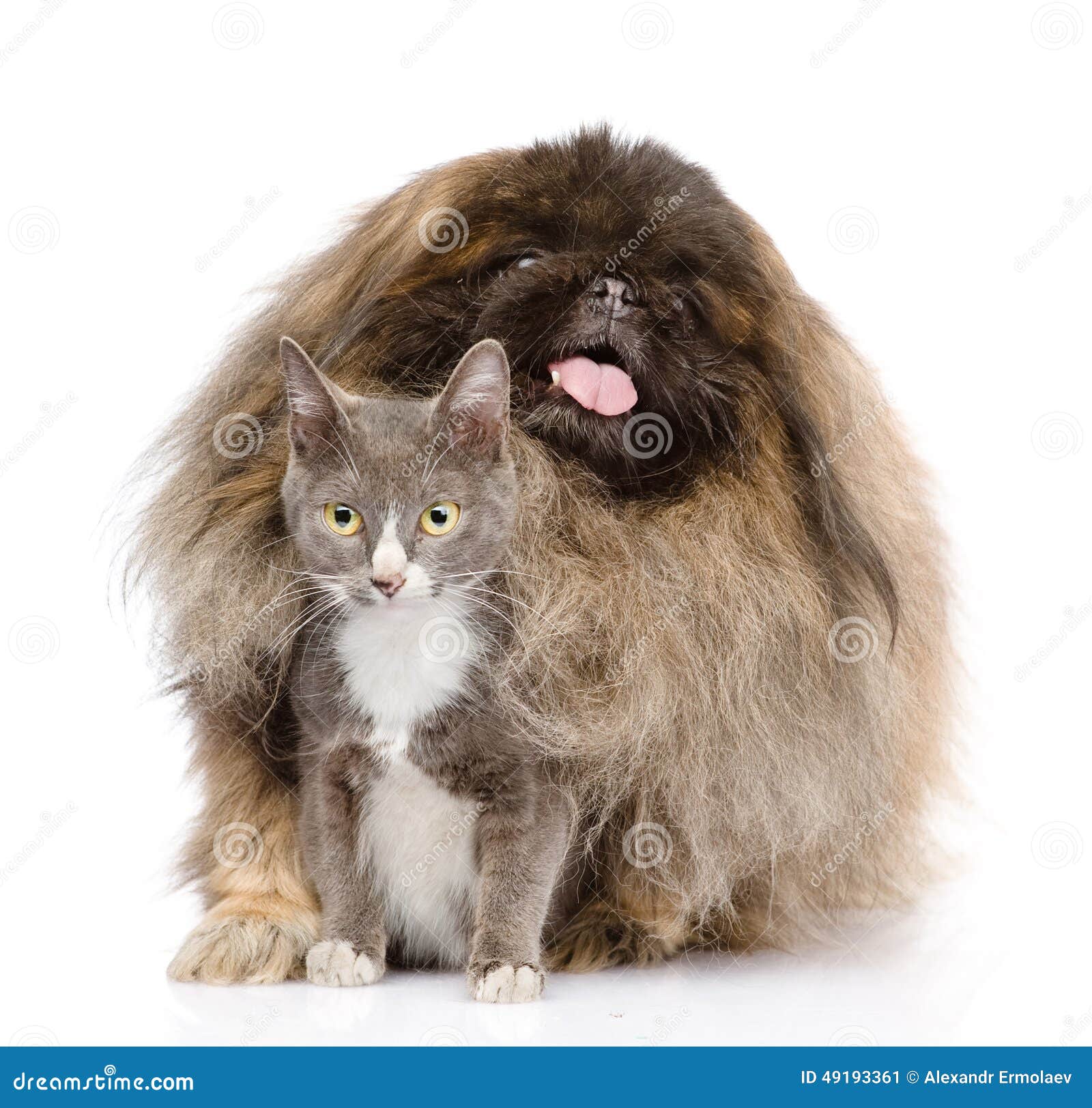 Pekingese Hugging Cat Isolated White Background Stock Photos - Free ...