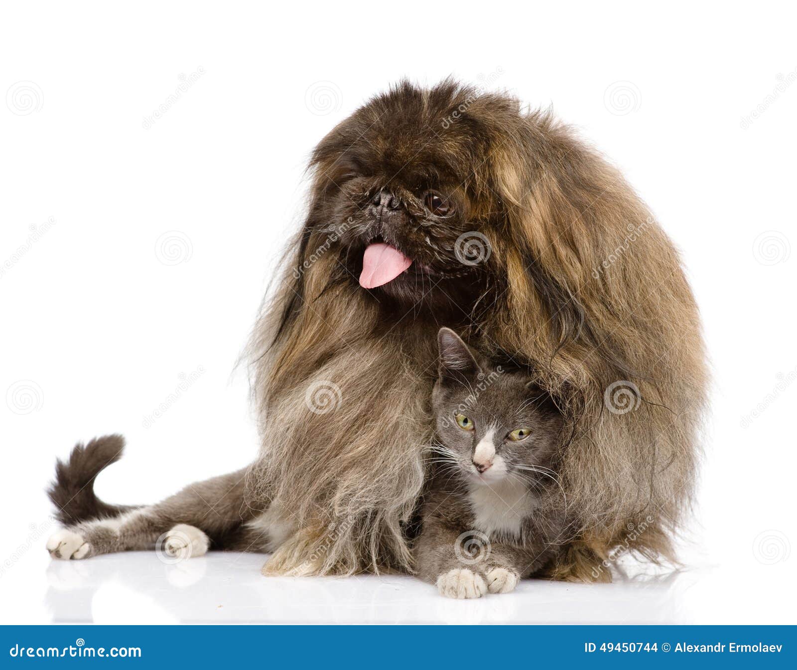 Pekingese Hugging Cat. Isolated on White Background Stock Photo - Image ...